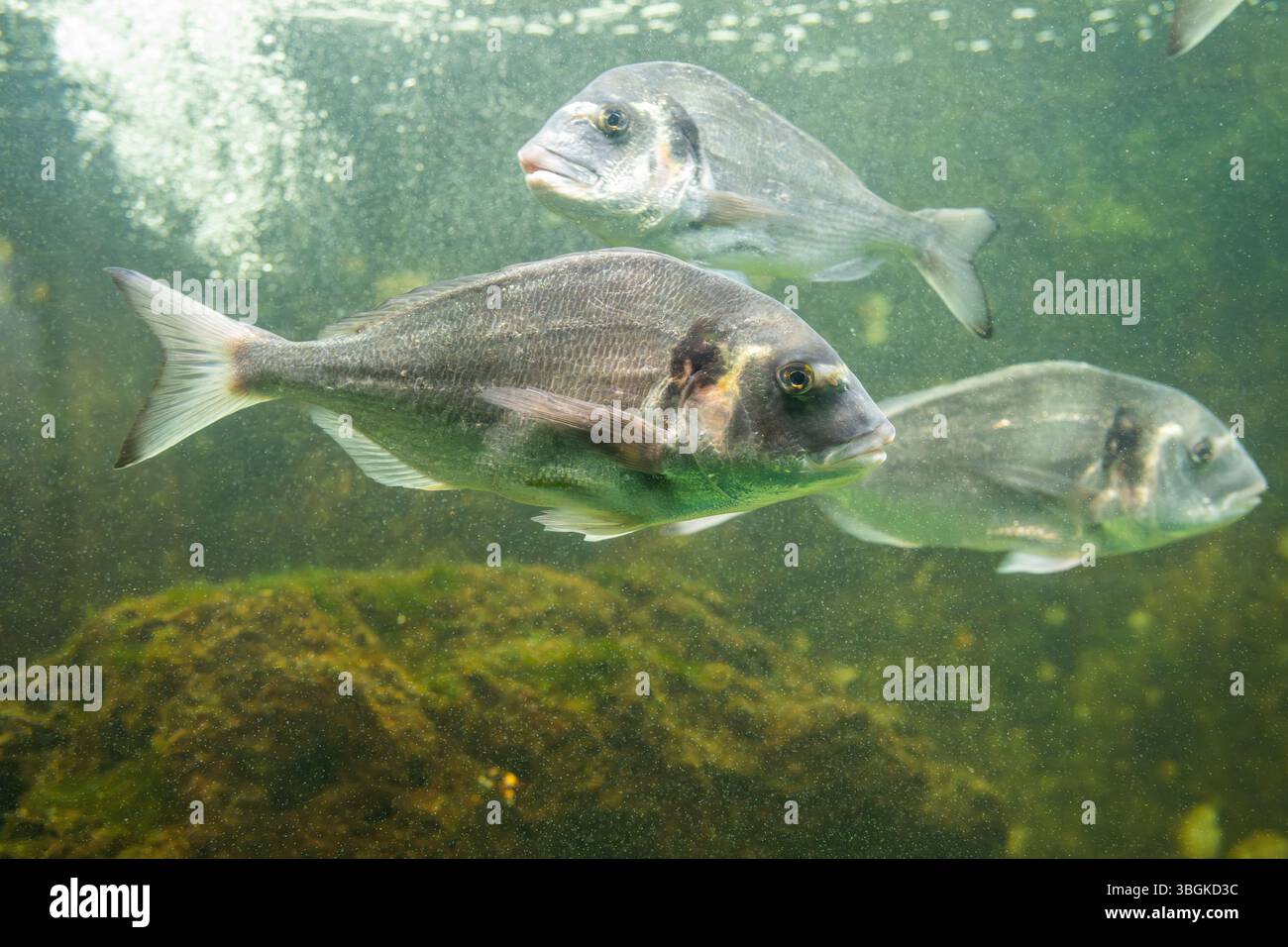 Gilt-head bream (Sparus aurata) swimming under water, captive, Germany ...