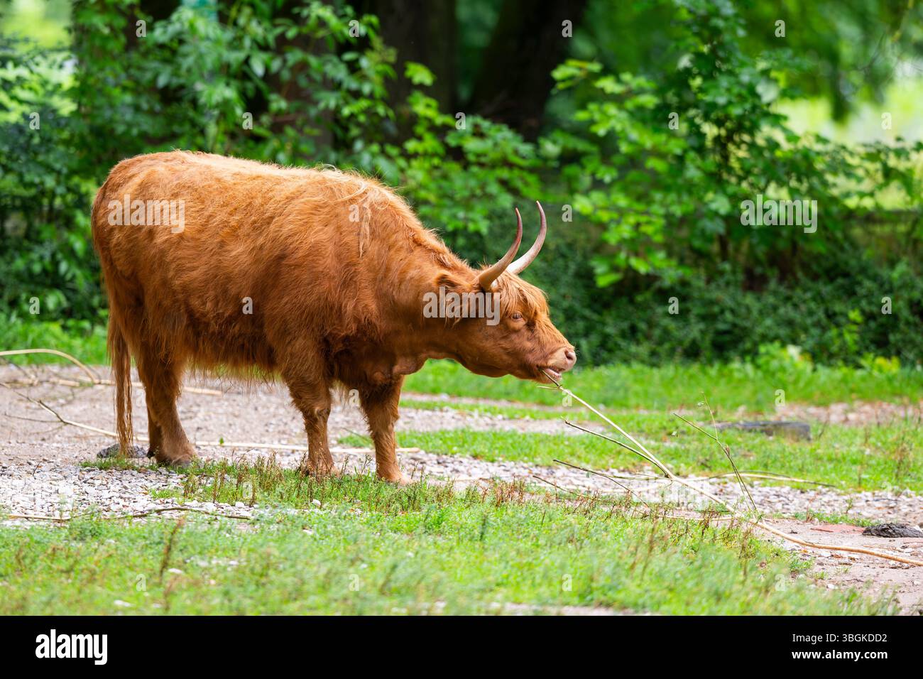 Cattle (Bos taurus) on a meadow, Bavaria, Germany, Europe Stock Photo ...
