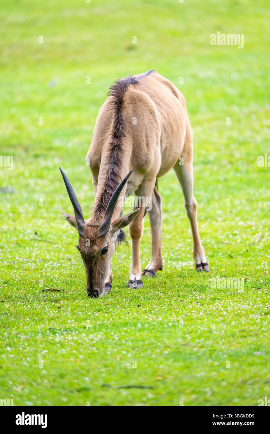 Common eland (Taurotragus oryx) female on a meadow, Bavaria, Germany ...