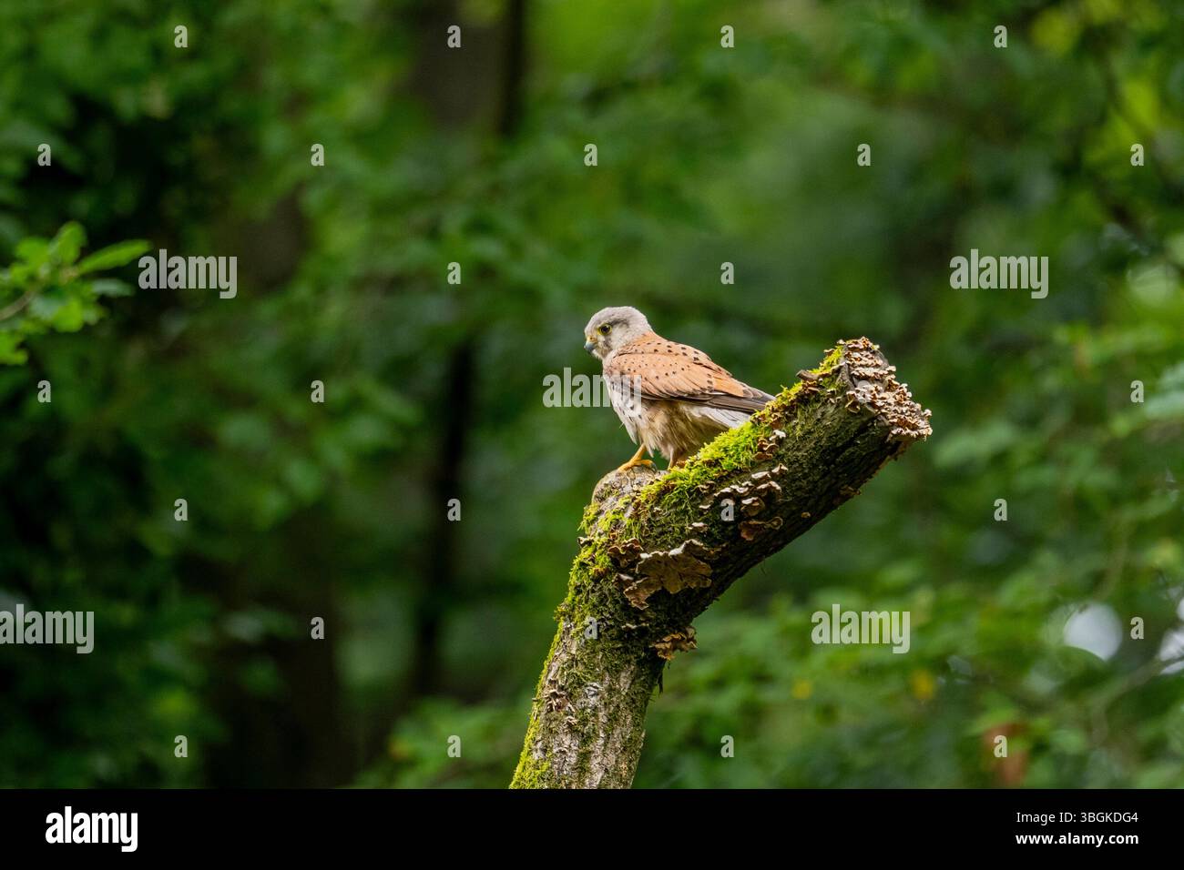 Common kestrel (Falco tinnunculus) sitting on an old tree trunk ...