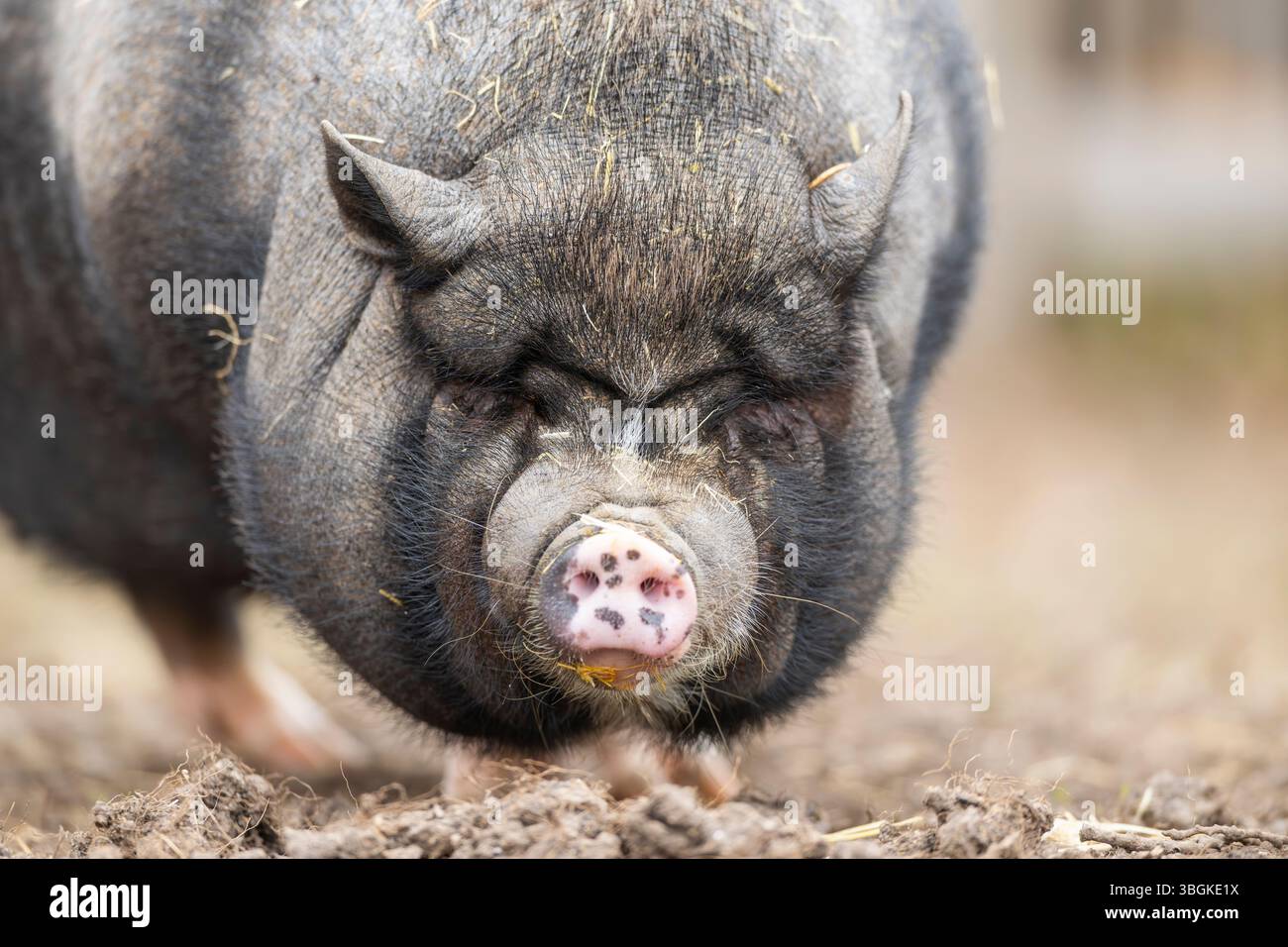 Vietnamese Pot-bellied pig standing on the ground, Bavaria, Germany ...