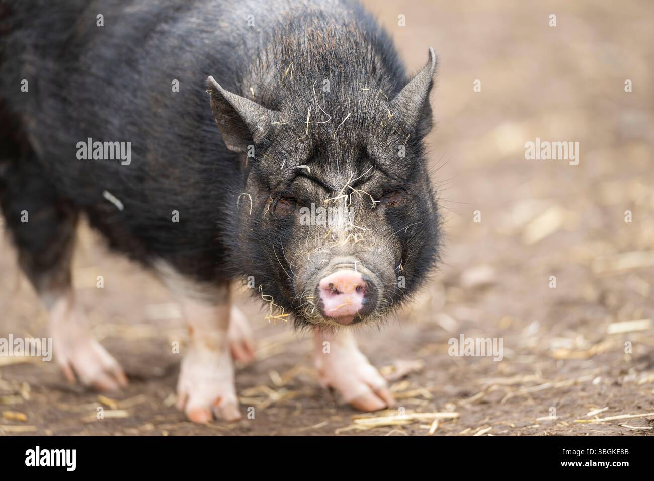 Vietnamese Pot-bellied pig standing on the ground, Bavaria, Germany ...