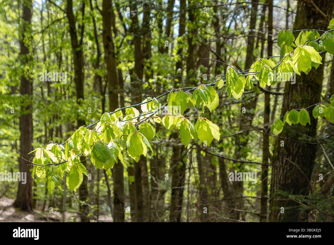 Branch of a beech tree with fresh green leaves in spring Stock Photo ...