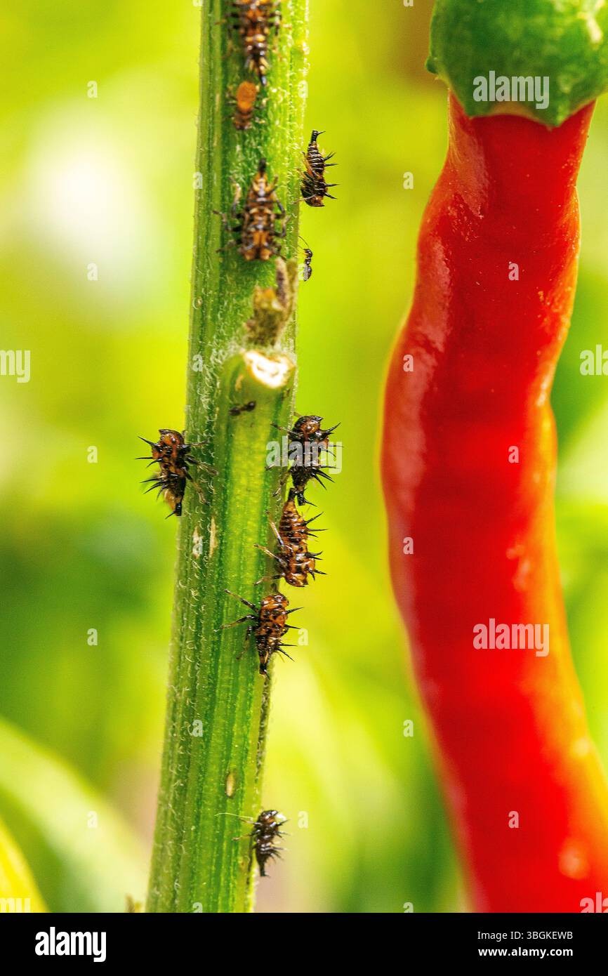 Plagued leaves hi-res stock photography and images - Alamy