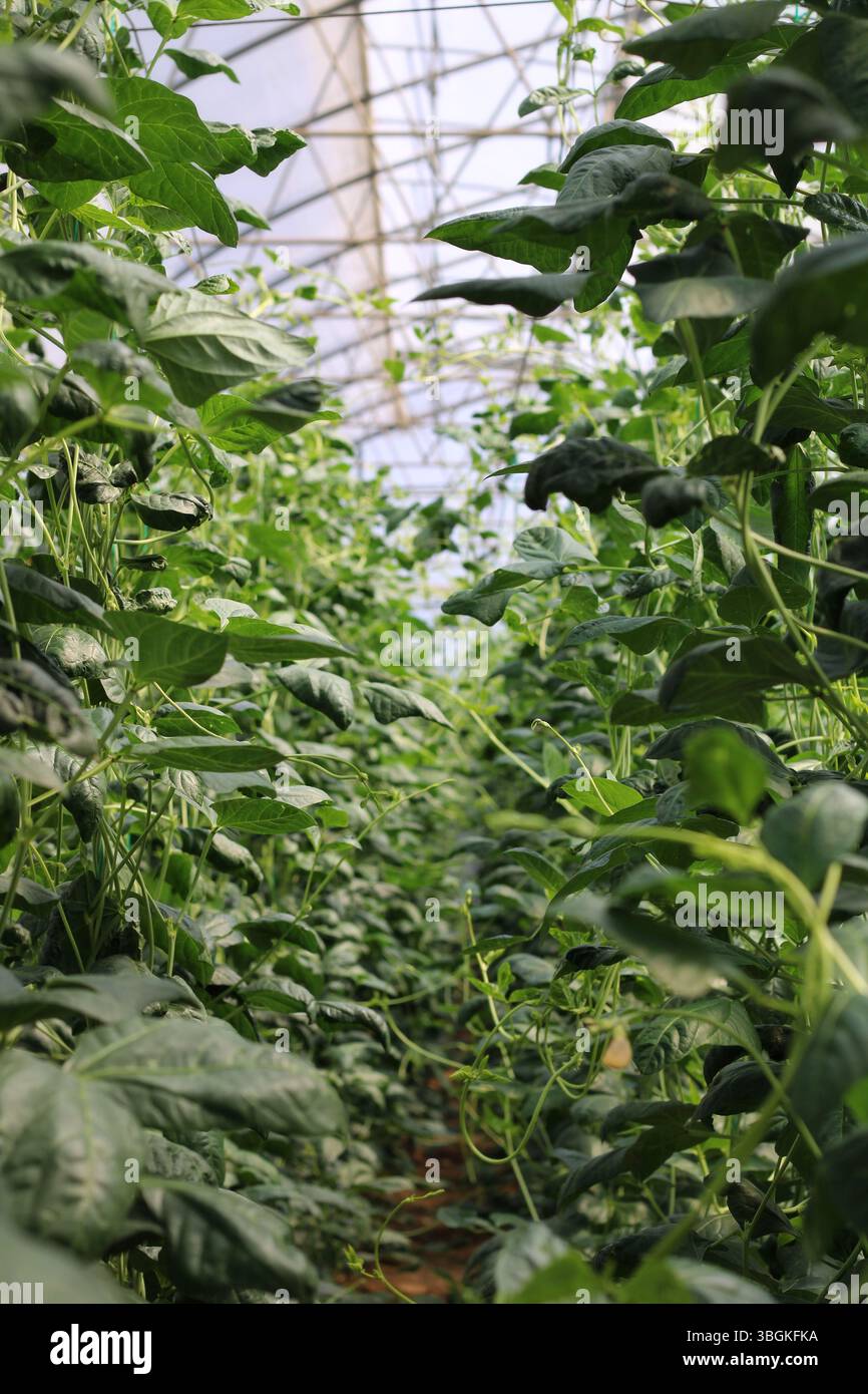 Indoor vertical farm rows leafy hi-res stock photography and images - Alamy