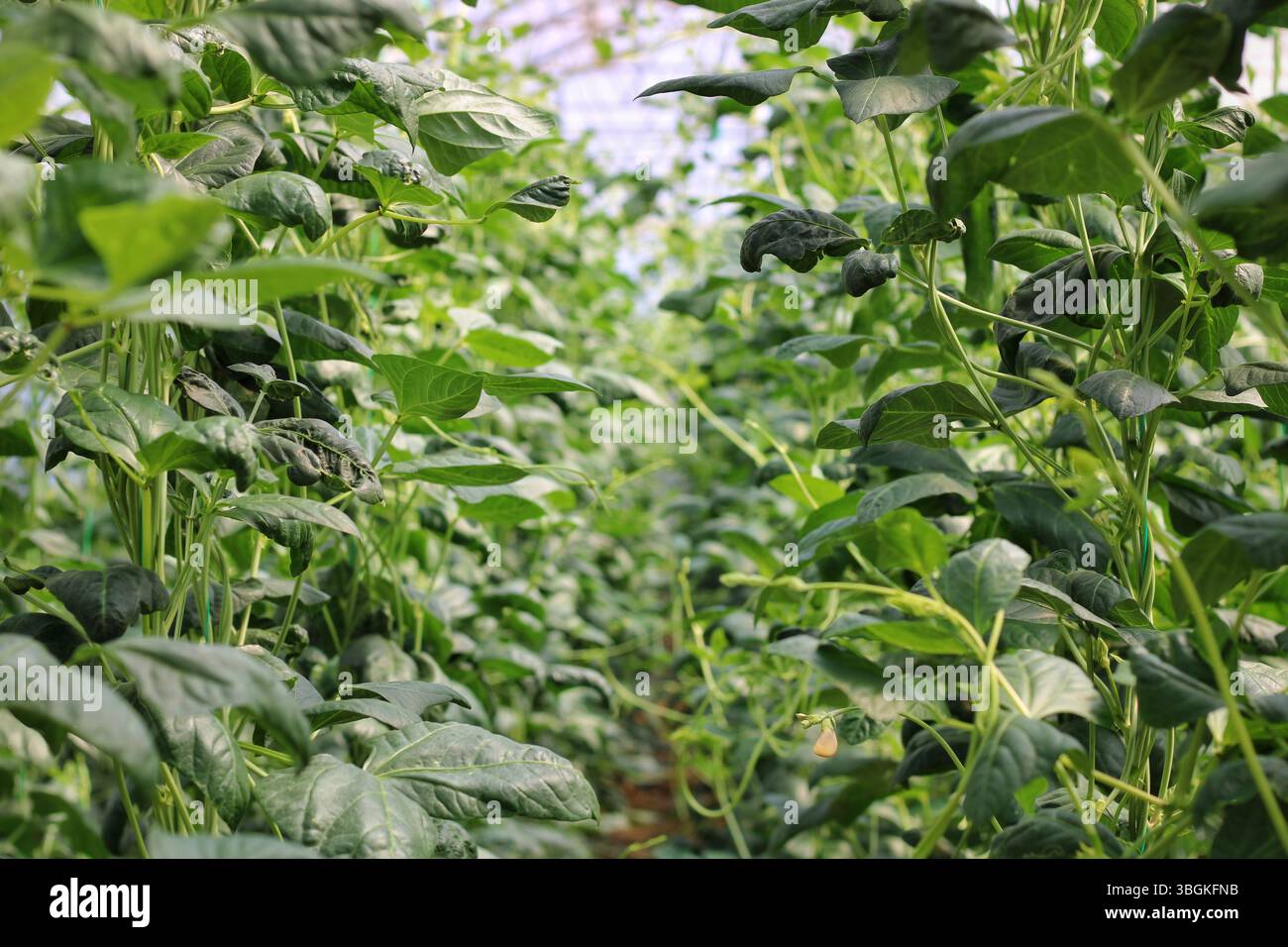 Green bean plants climbing in rows in a greenhouse, creating a lush ...