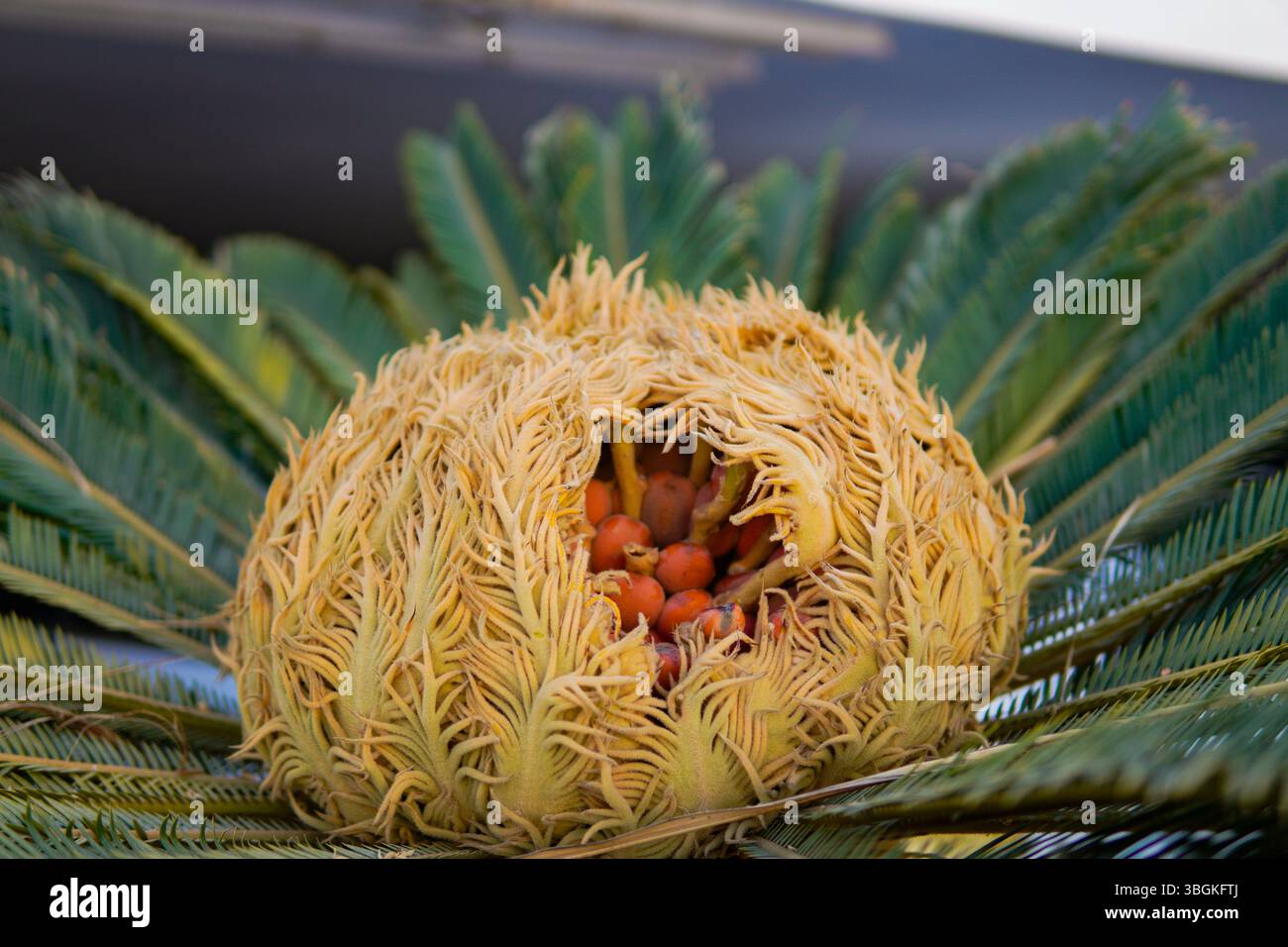 Detailed view orange yellow hi-res stock photography and images - Alamy