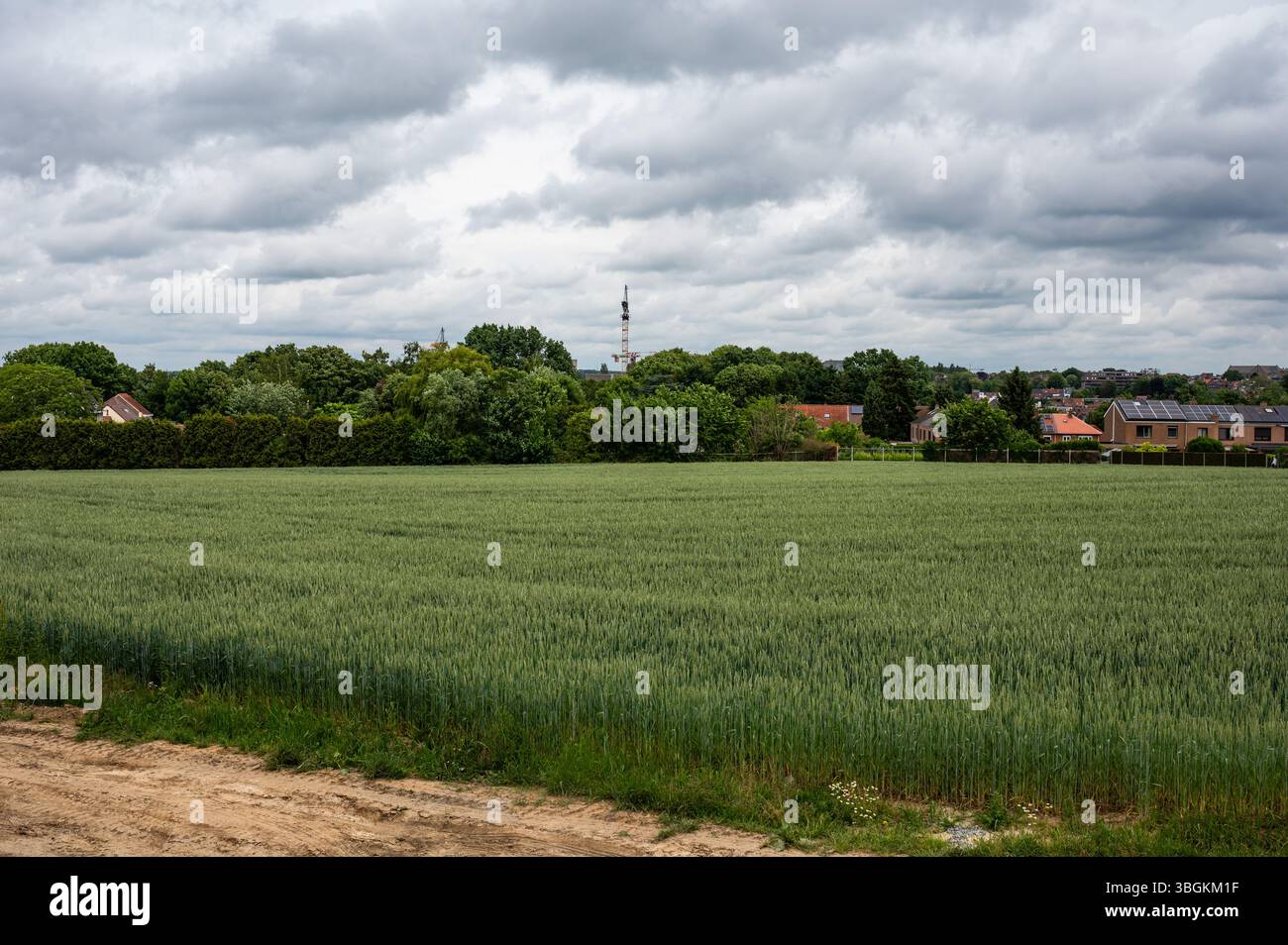 Agriculture fields with reye and wheat plantations at the Brussels ...