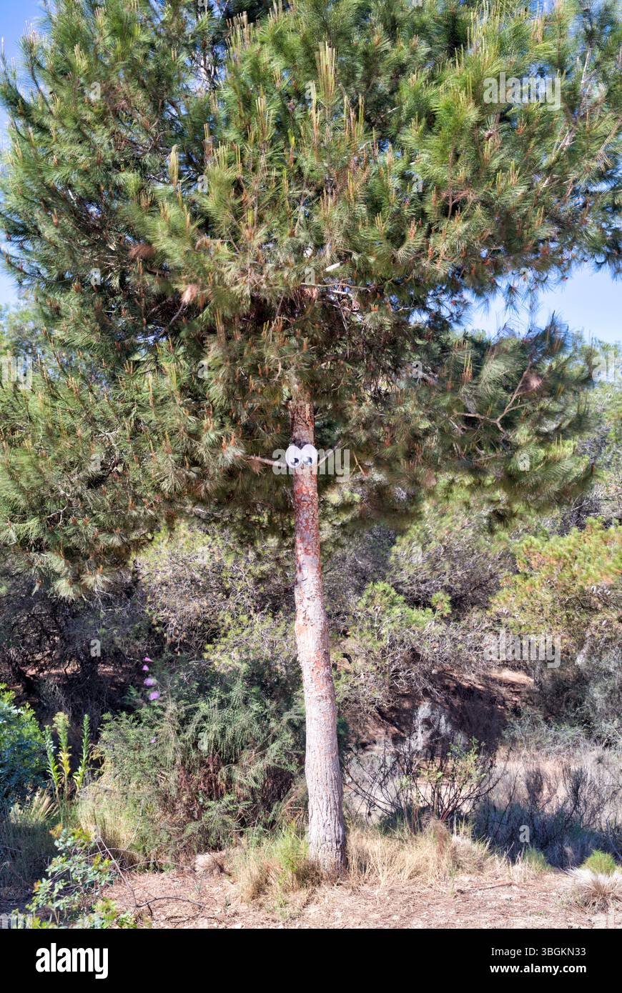 Parque El Recorral de Rojales, nature park, landscape, nature, Rojales ...