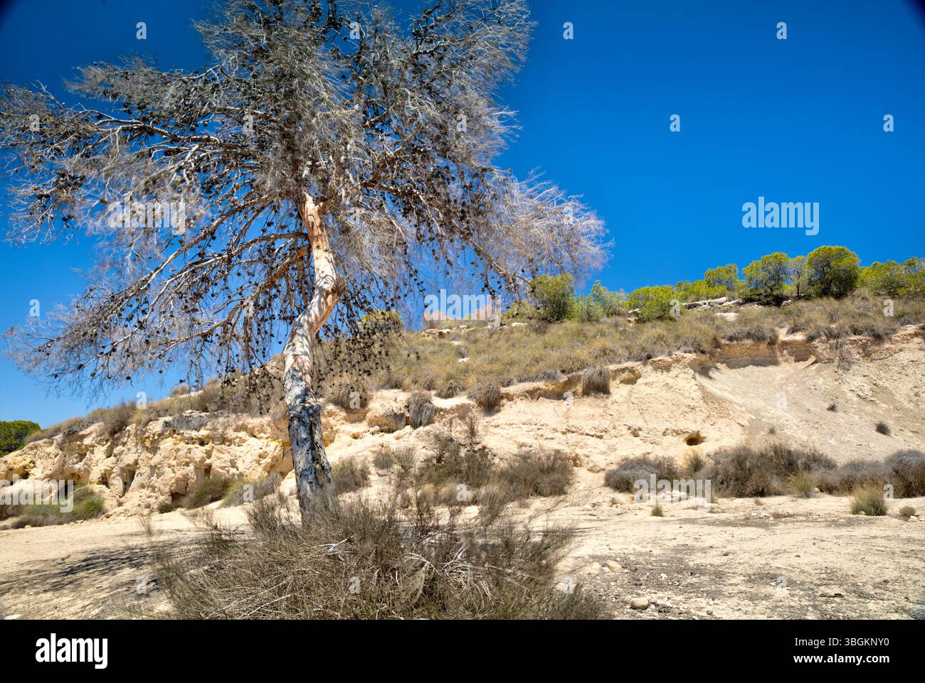 Parque El Recorral de Rojales, nature park, landscape, nature, Rojales ...
