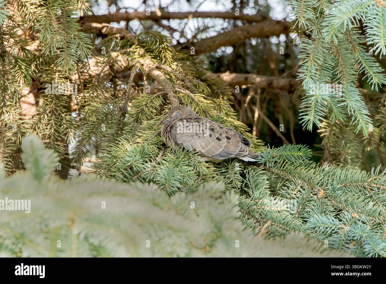 Side view of a mouring dove chick sleeping in a conifer tree on a ...