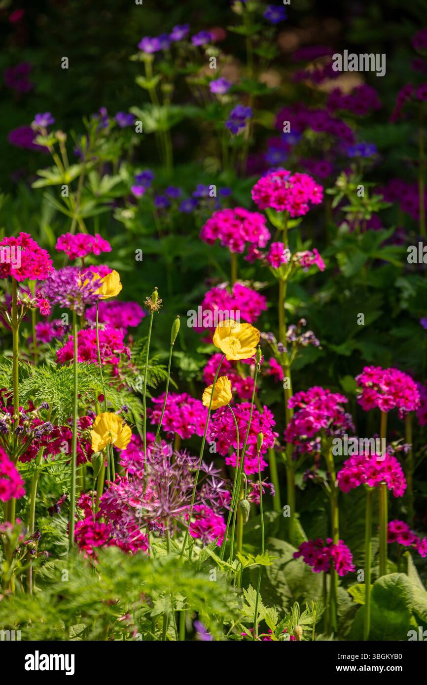 Strikingly colourful spring garden border with yellow poppies in good ...