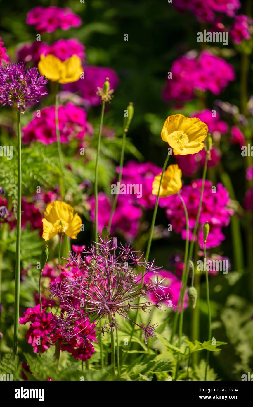 Strikingly colourful spring garden border with yellow poppies in good ...