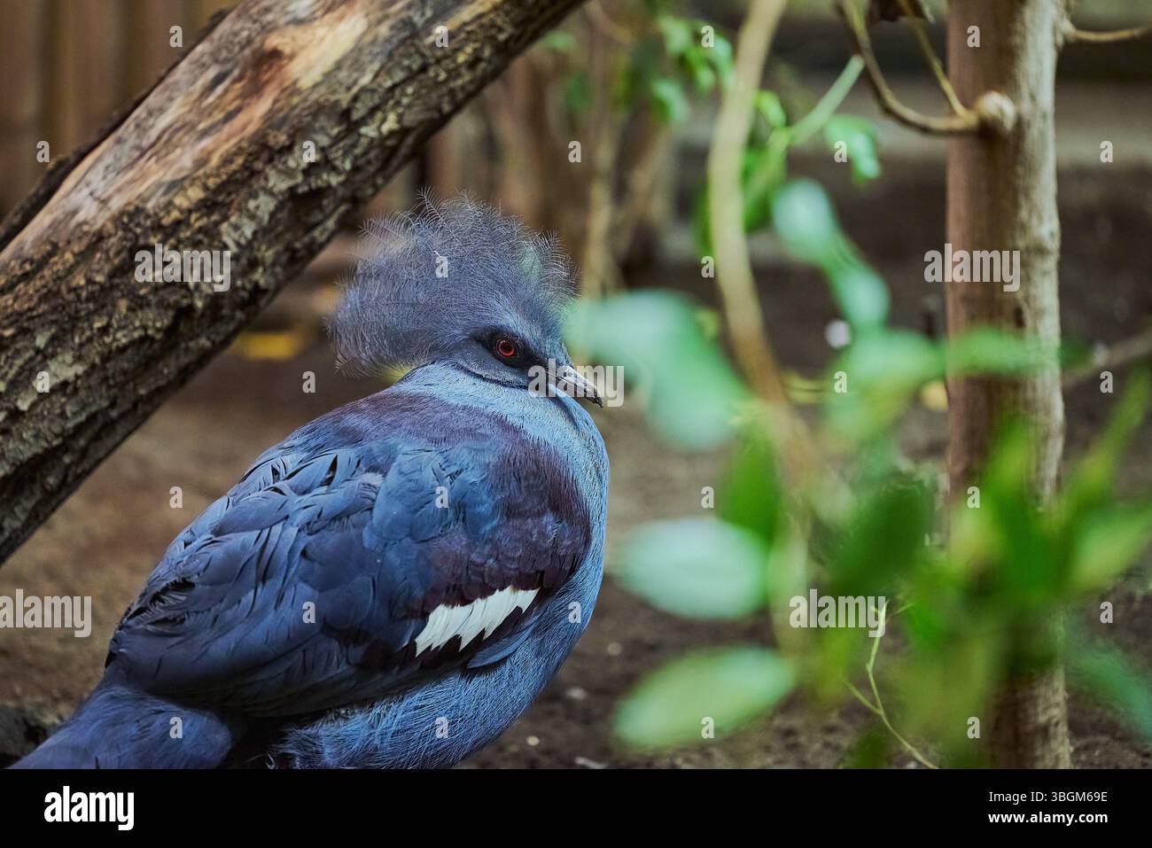 The Victoria crowned pigeon (Goura victoria Stock Photo - Alamy