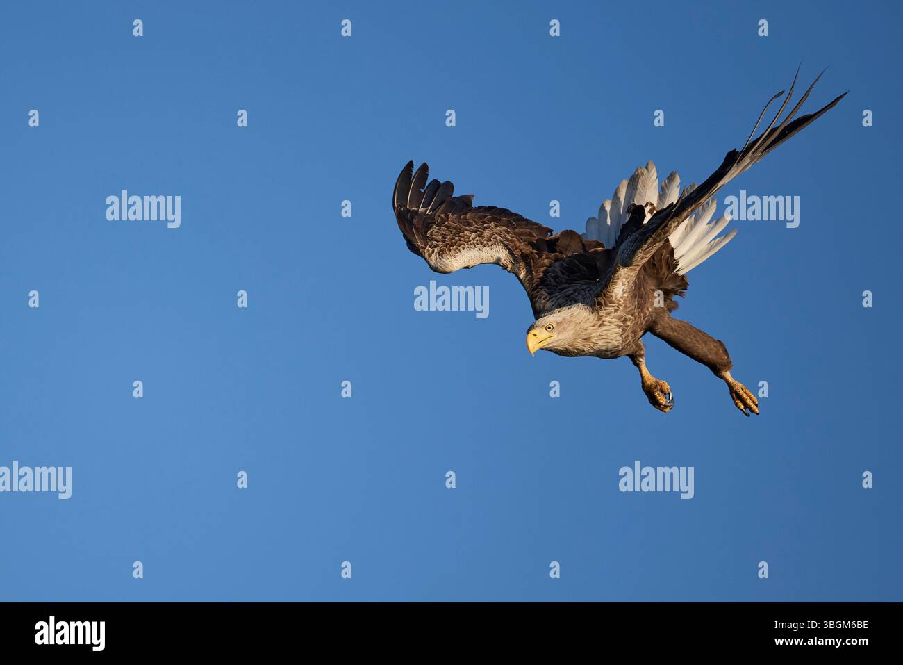 Eagle, white-tailed eagle, Haliaeetus albicilla, in a dive, approaching ...