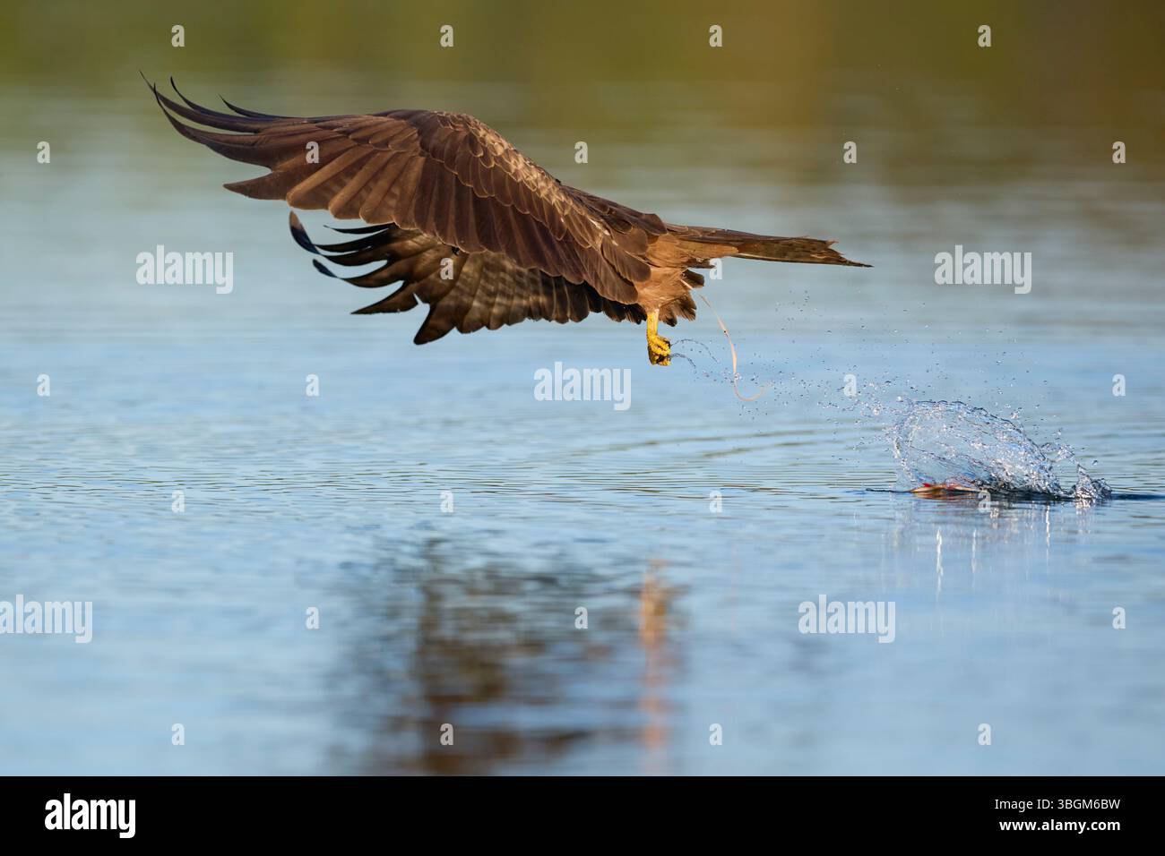 kite, black kite, Milvus migrans, in flight, water, hunting, prey ...