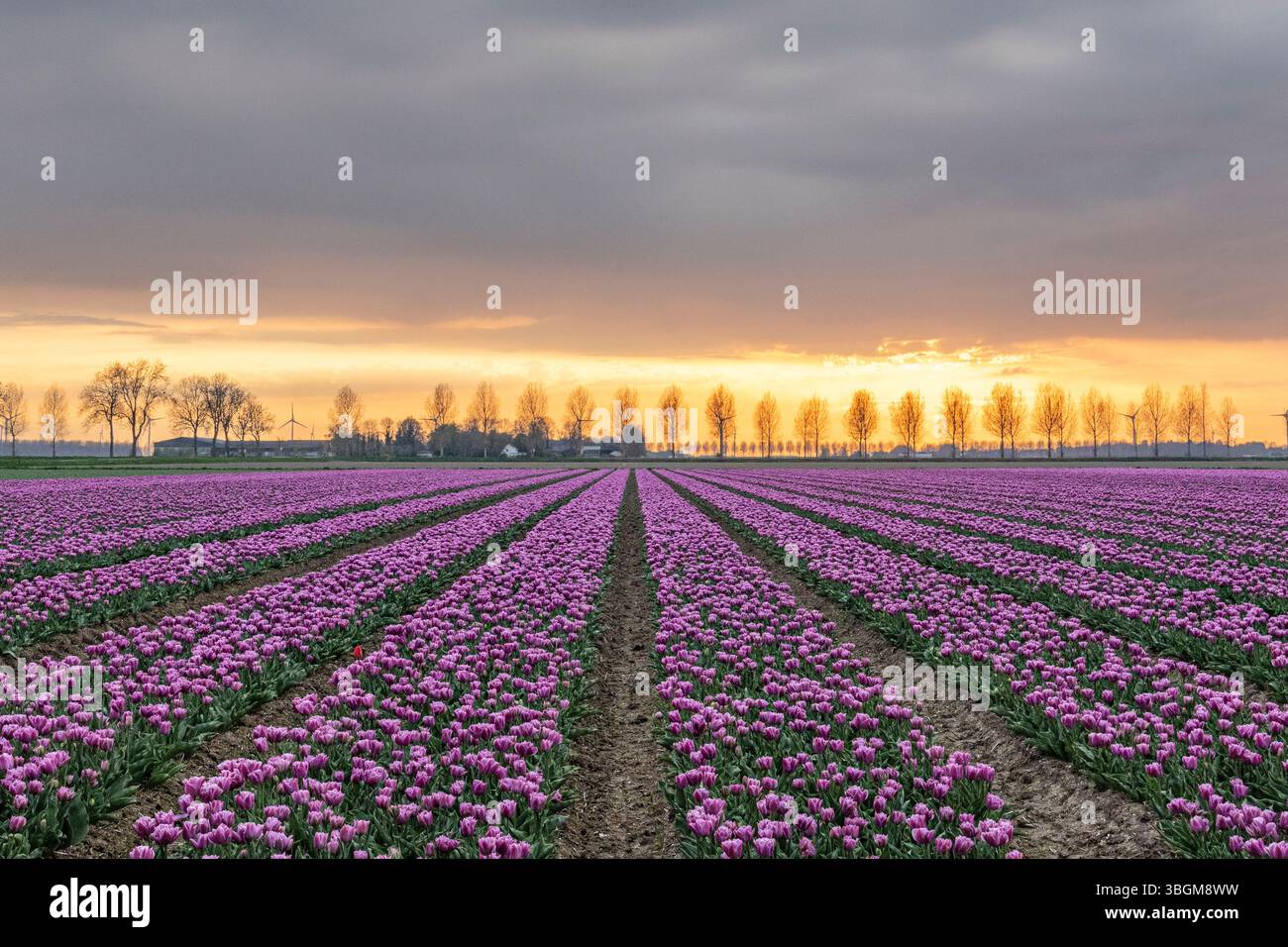 Tulip fields near Bant in the Netherlands Stock Photo - Alamy