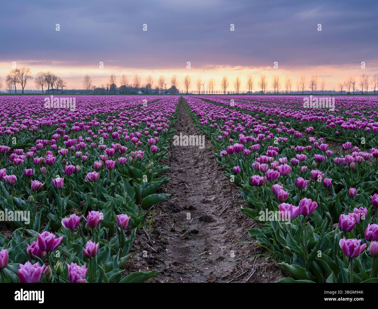 Tulip fields near Bant in the Netherlands Stock Photo - Alamy