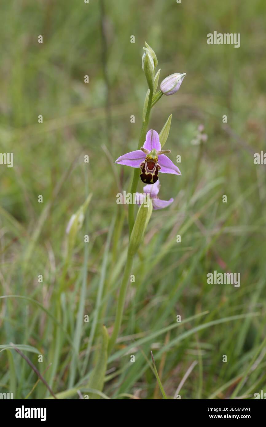 Bee Orchid - Ophrys apifera Stock Photo - Alamy
