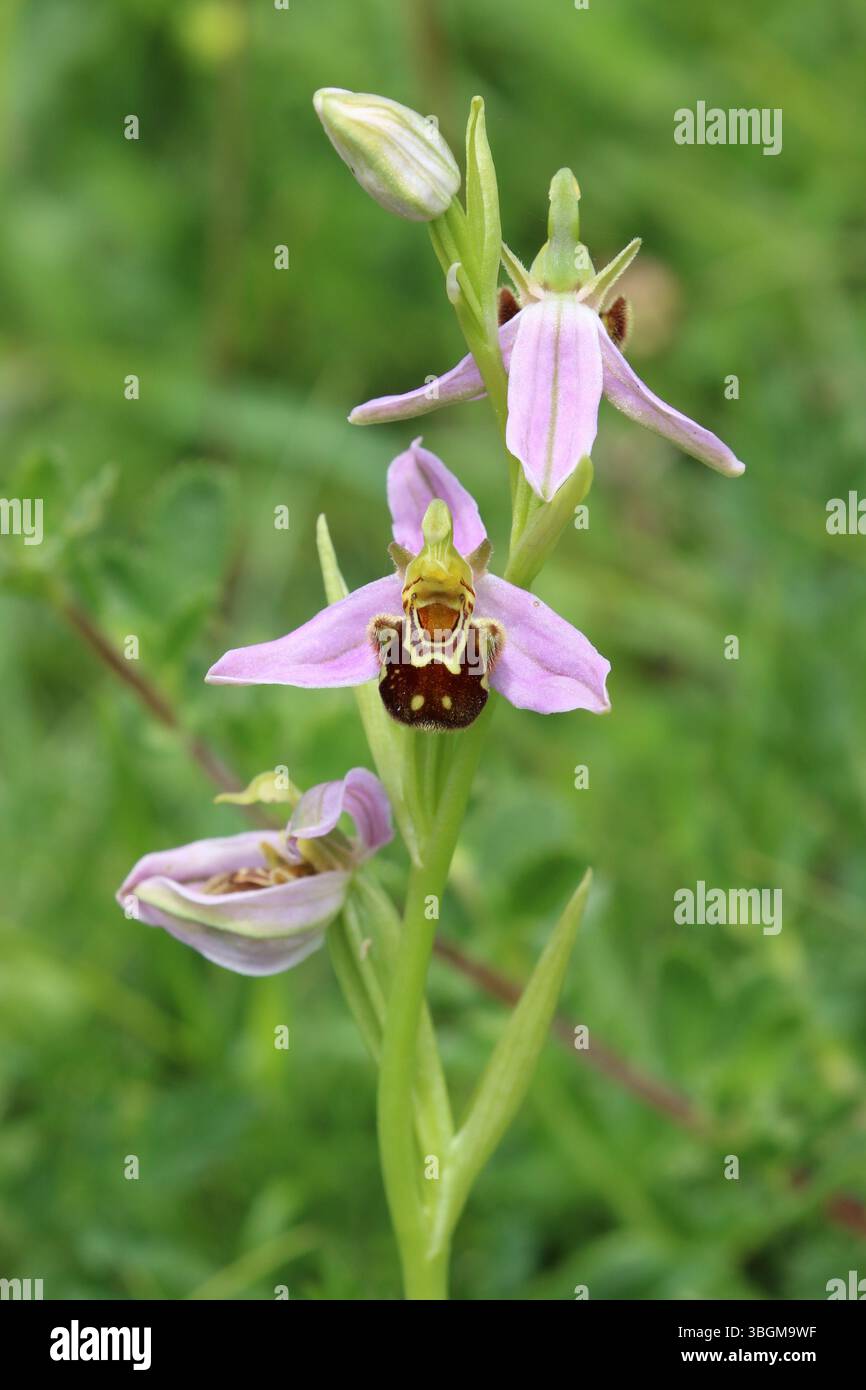 Bee Orchid - Ophrys apifera Stock Photo - Alamy