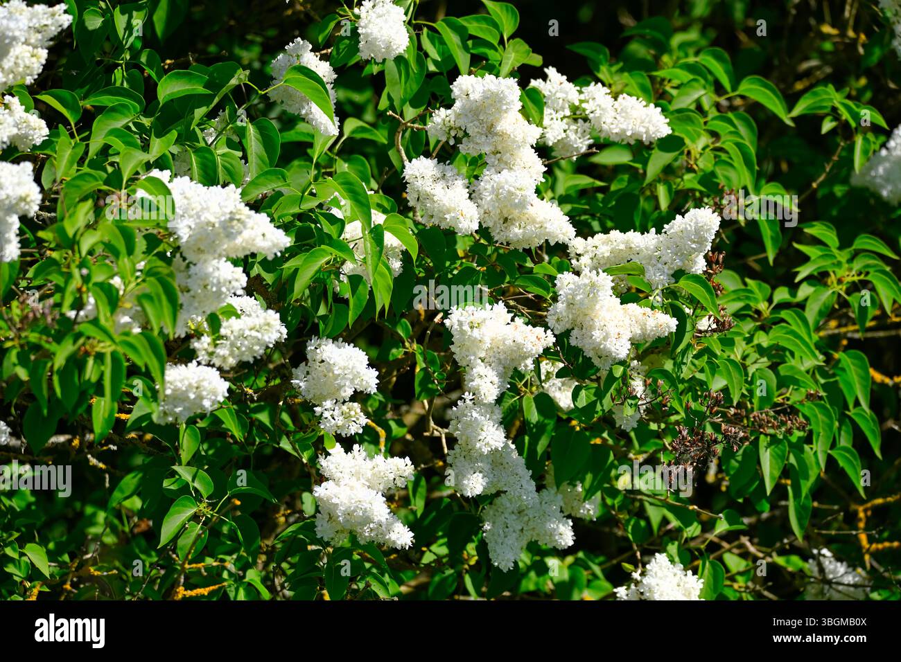 Flowering white lilac, Syringa vulgaris Stock Photo - Alamy
