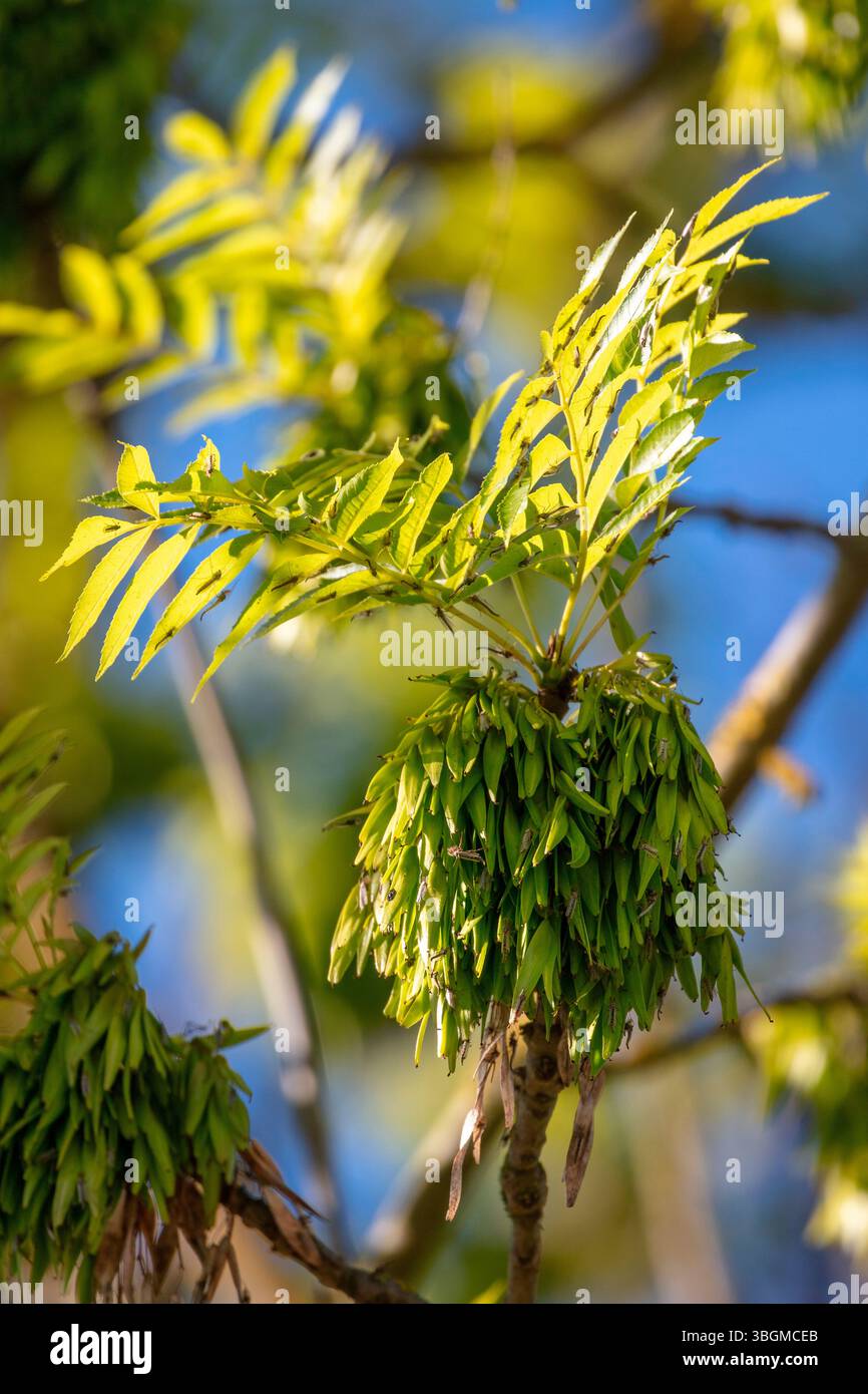 Seed stand of the common ash or European ash (Fraxinus excelsior Stock ...