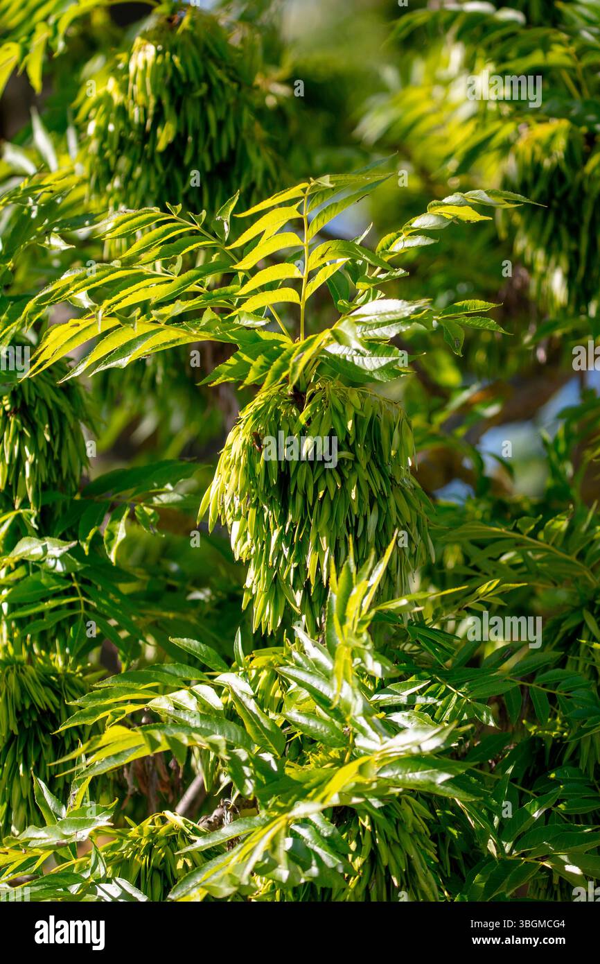 Seed stand of the common ash or European ash (Fraxinus excelsior Stock ...