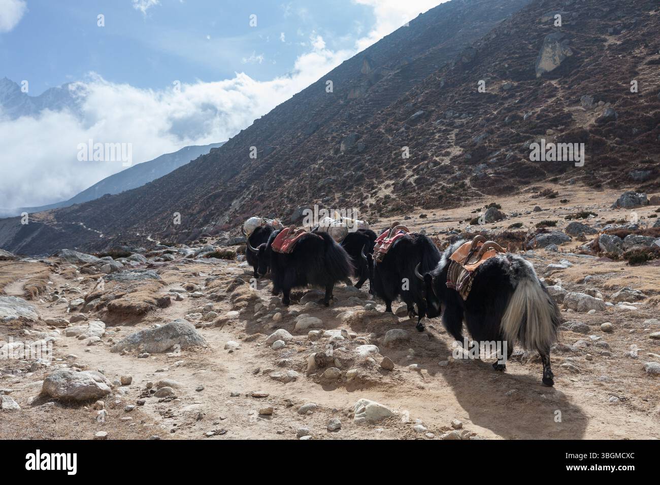 Group of black Nepali yaks carrying their heavy load in Himalayan ...