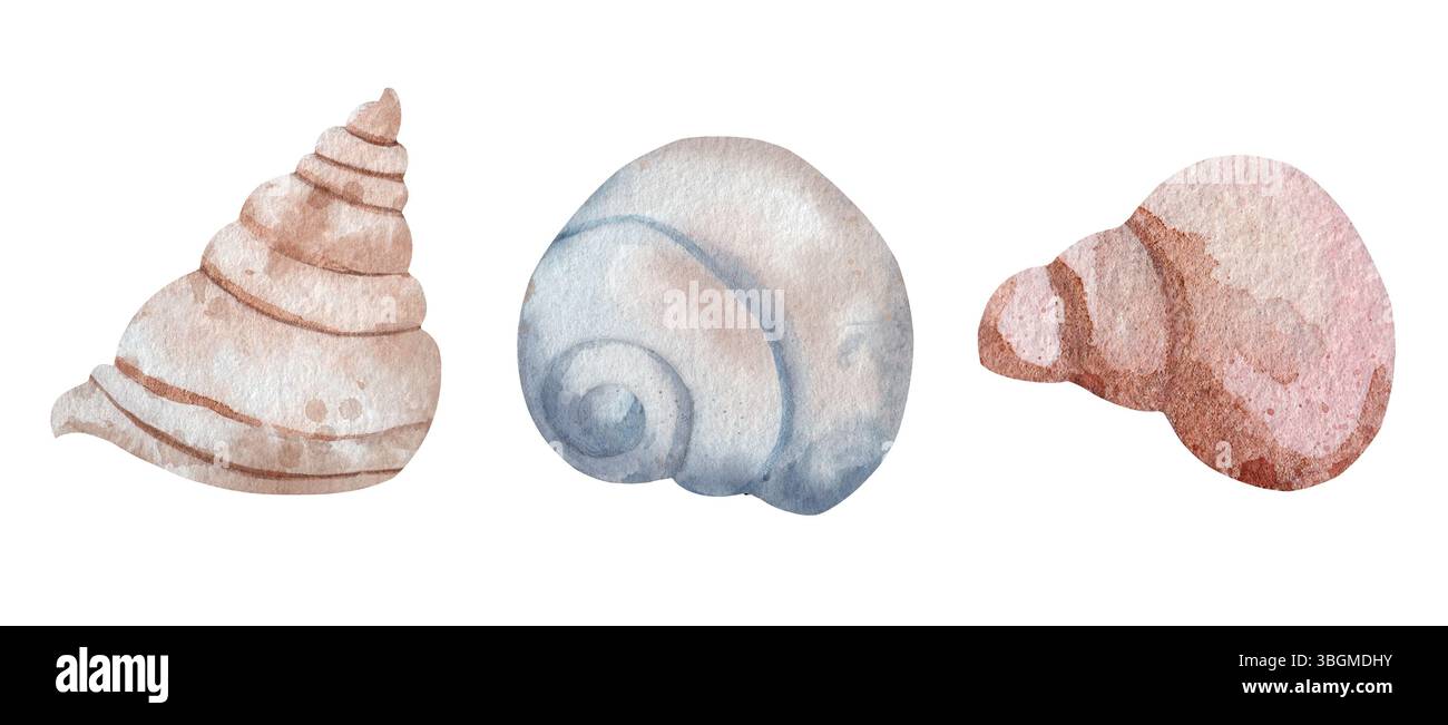 Sea Shells. Watercolor. Set. Isolated on a white background. Perfect ...