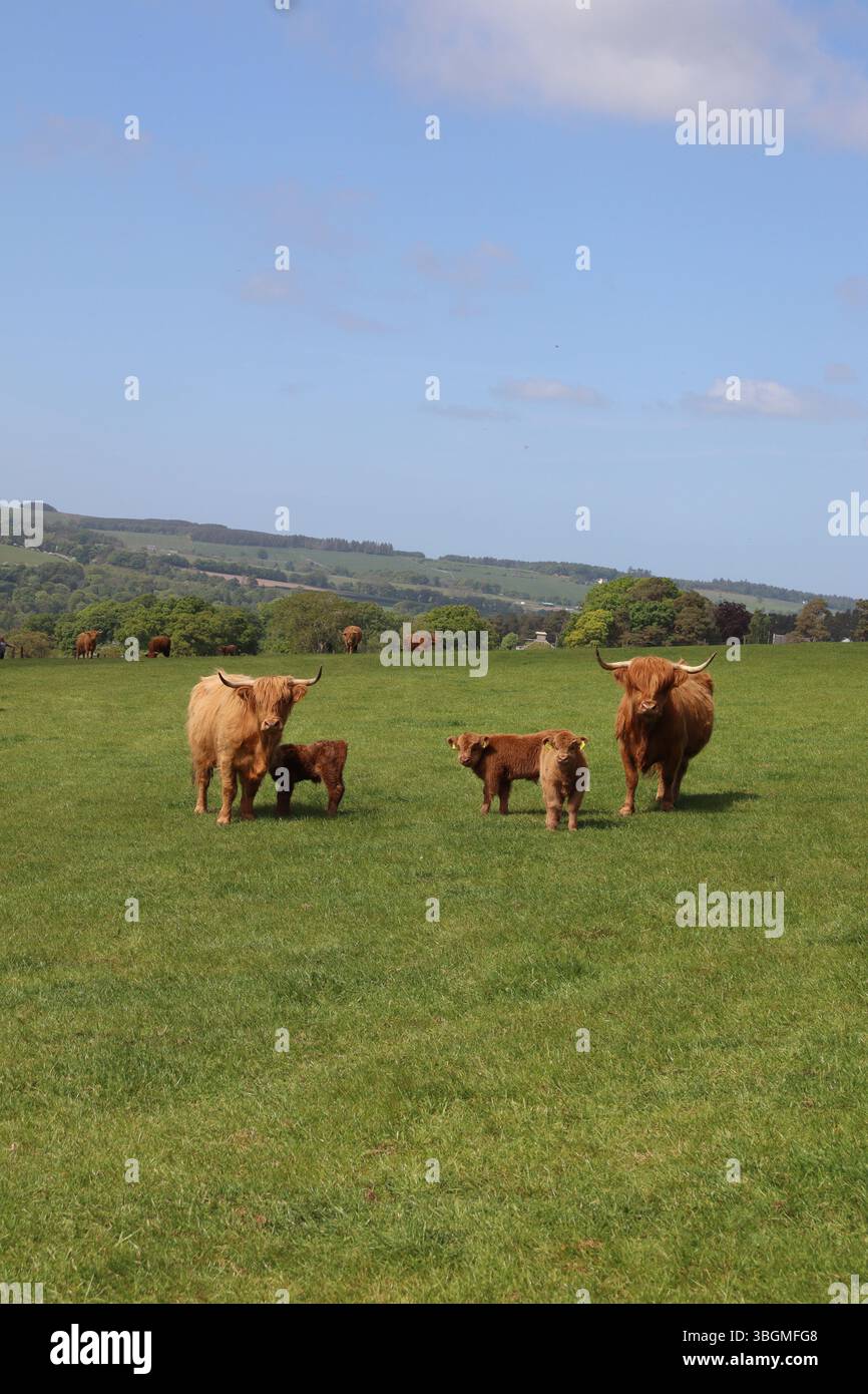 Highland cattle and calves grazing in a scenic Scottish field Stock ...