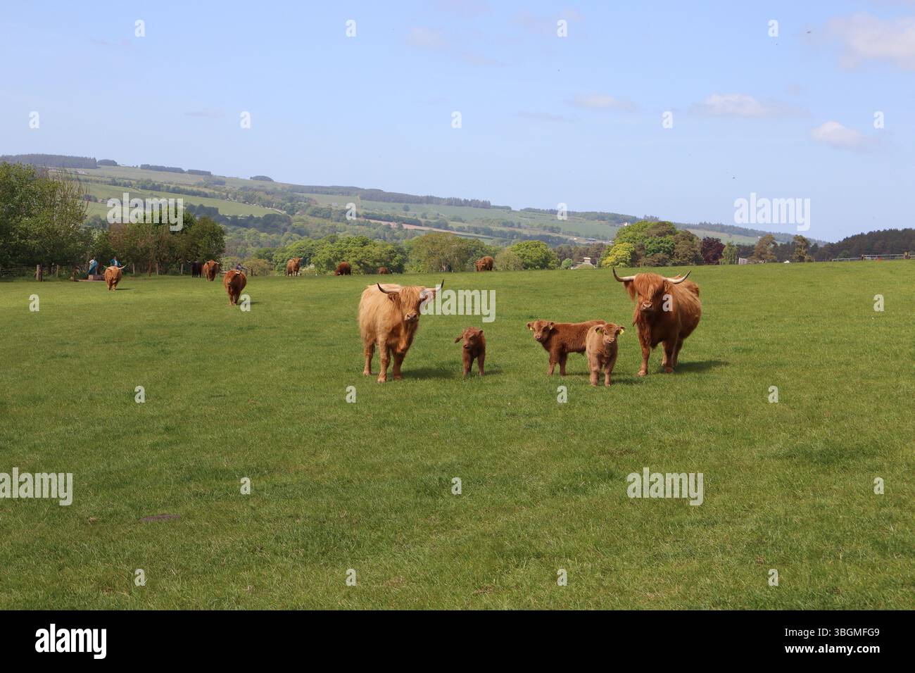 Highland cattle and calves grazing in a scenic Scottish field Stock ...