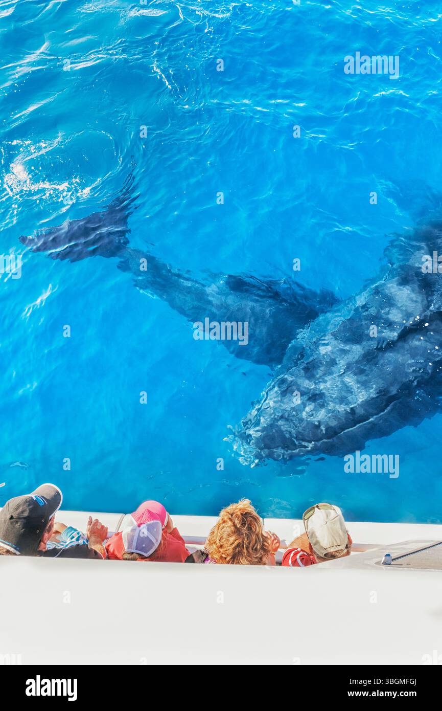 People on boat watching a humpback whales family hi-res stock ...
