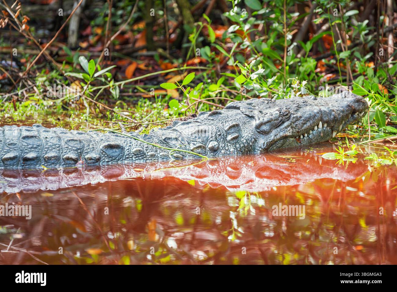 American alligator (Alligator mississipiensis), Sanibel Island, J.N ...