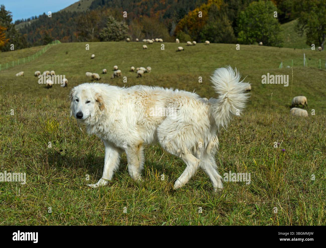 Chien des pyrenees hi-res stock photography and images - Alamy