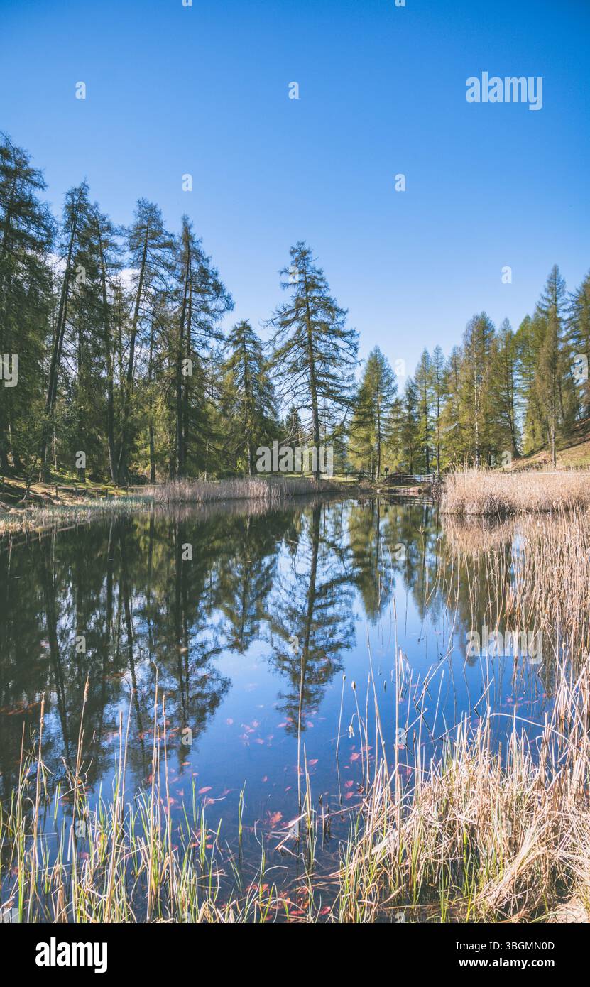 Lake in pine park hi-res stock photography and images - Alamy