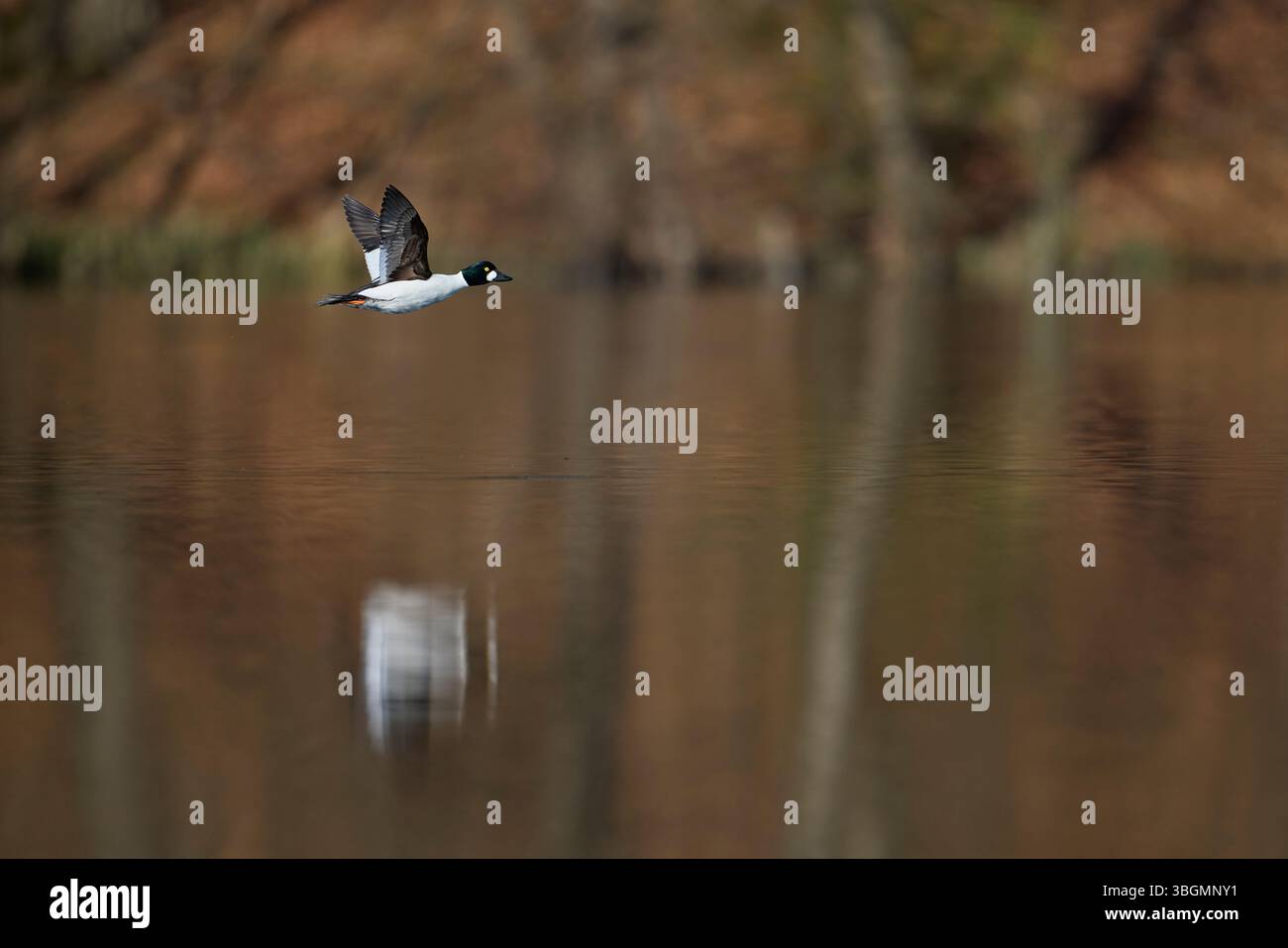 Common goldeneye, Bucephala clangula, drake in flight Stock Photo - Alamy