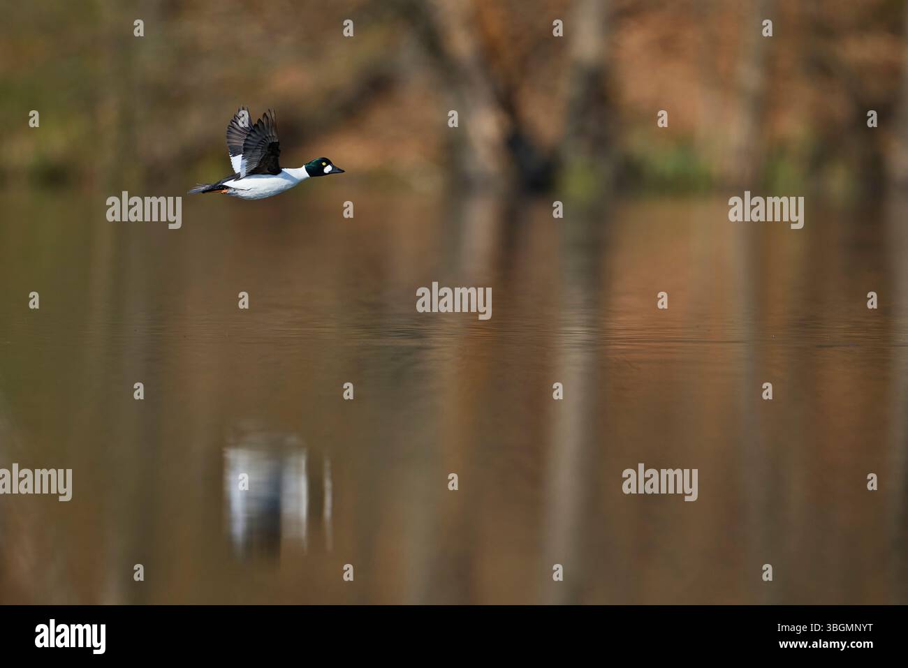 Common goldeneye, Bucephala clangula, drake in flight Stock Photo - Alamy