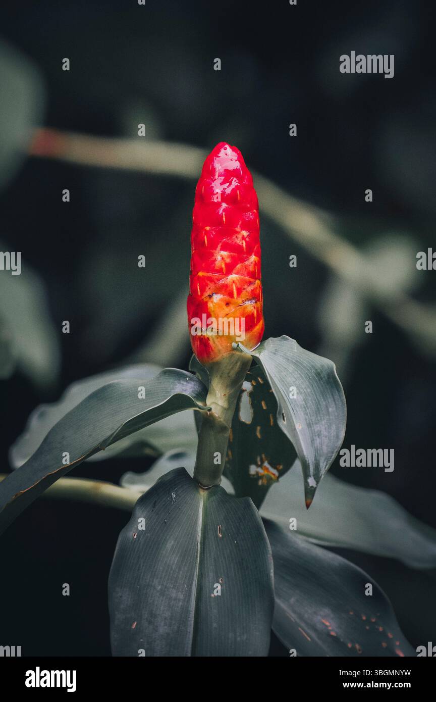Red flower of an Indian ginger (Costus spicatus) in the Costa Rican ...