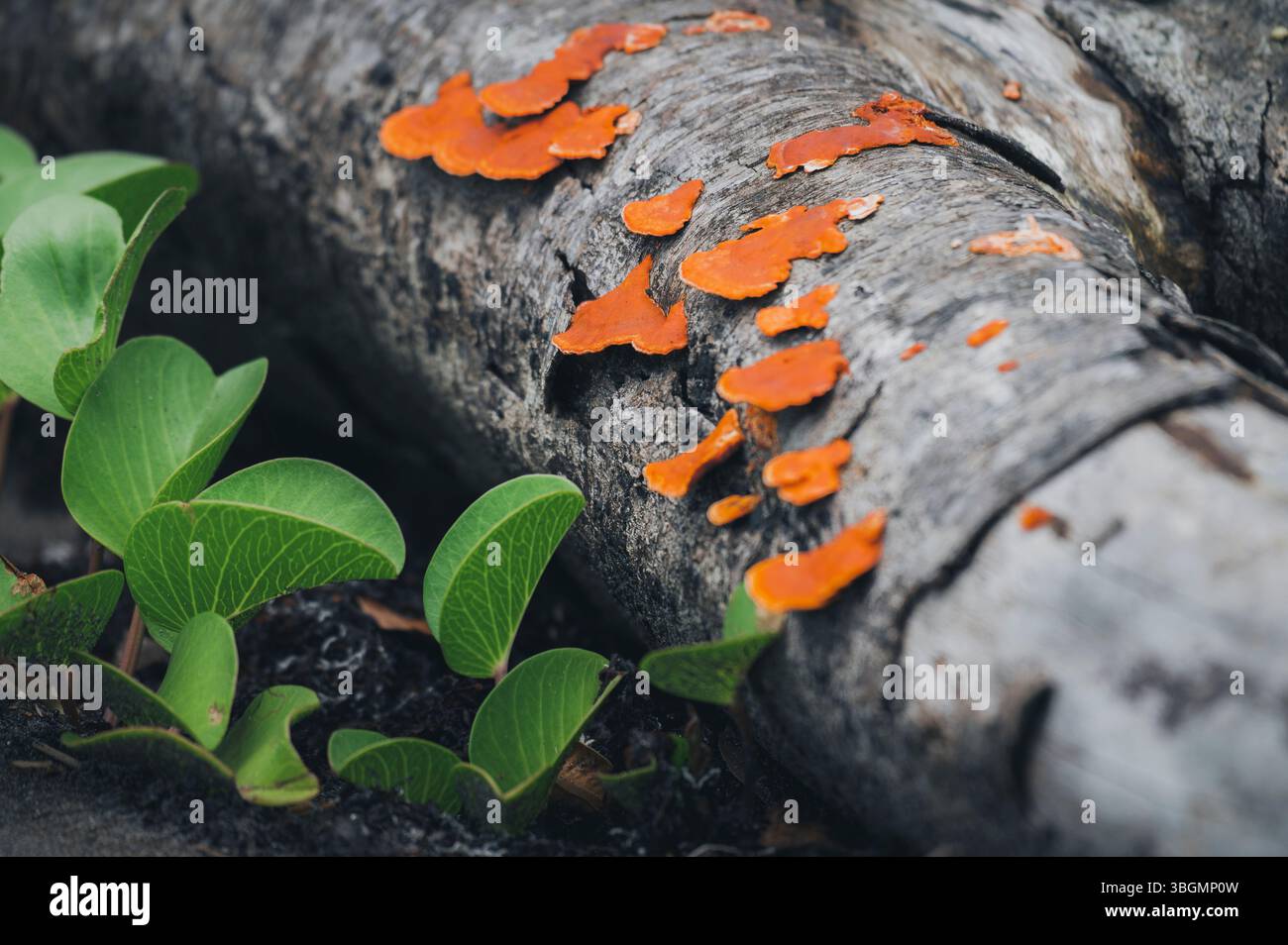 Orange tree fungus on a rotting tree trunk in the Costa Rican ...