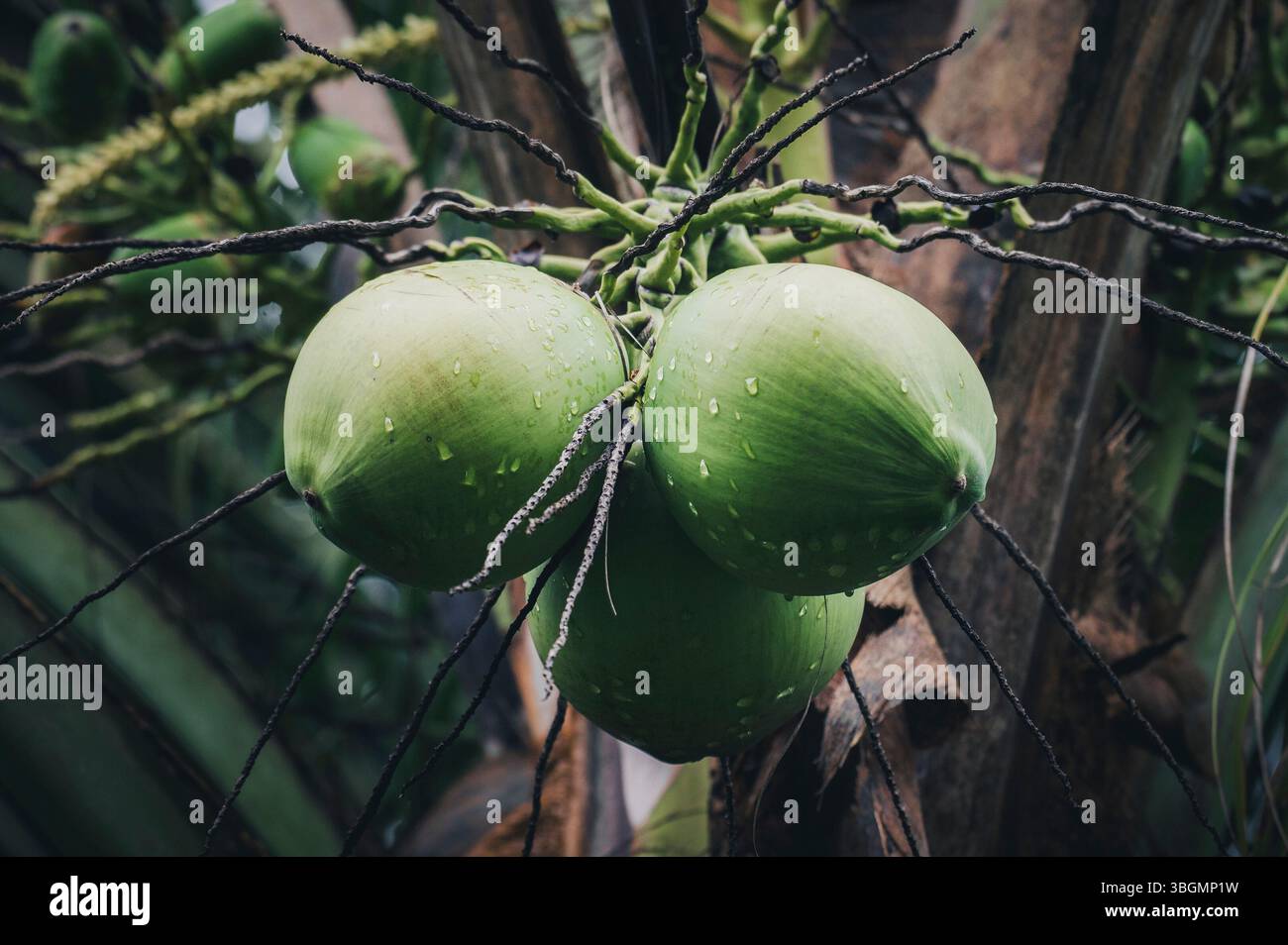 Coconuts on a palm tree in the Costa Rican rainforest Stock Photo - Alamy