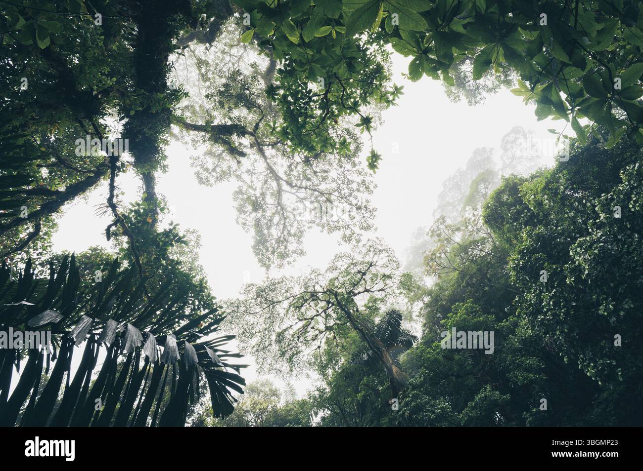 View of the treetops in the tropical rainforest, Mistico Park, Puentes ...