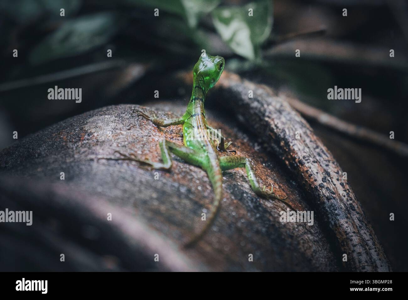 Young basilisk iguana in the costa rican rainforest hi-res stock ...