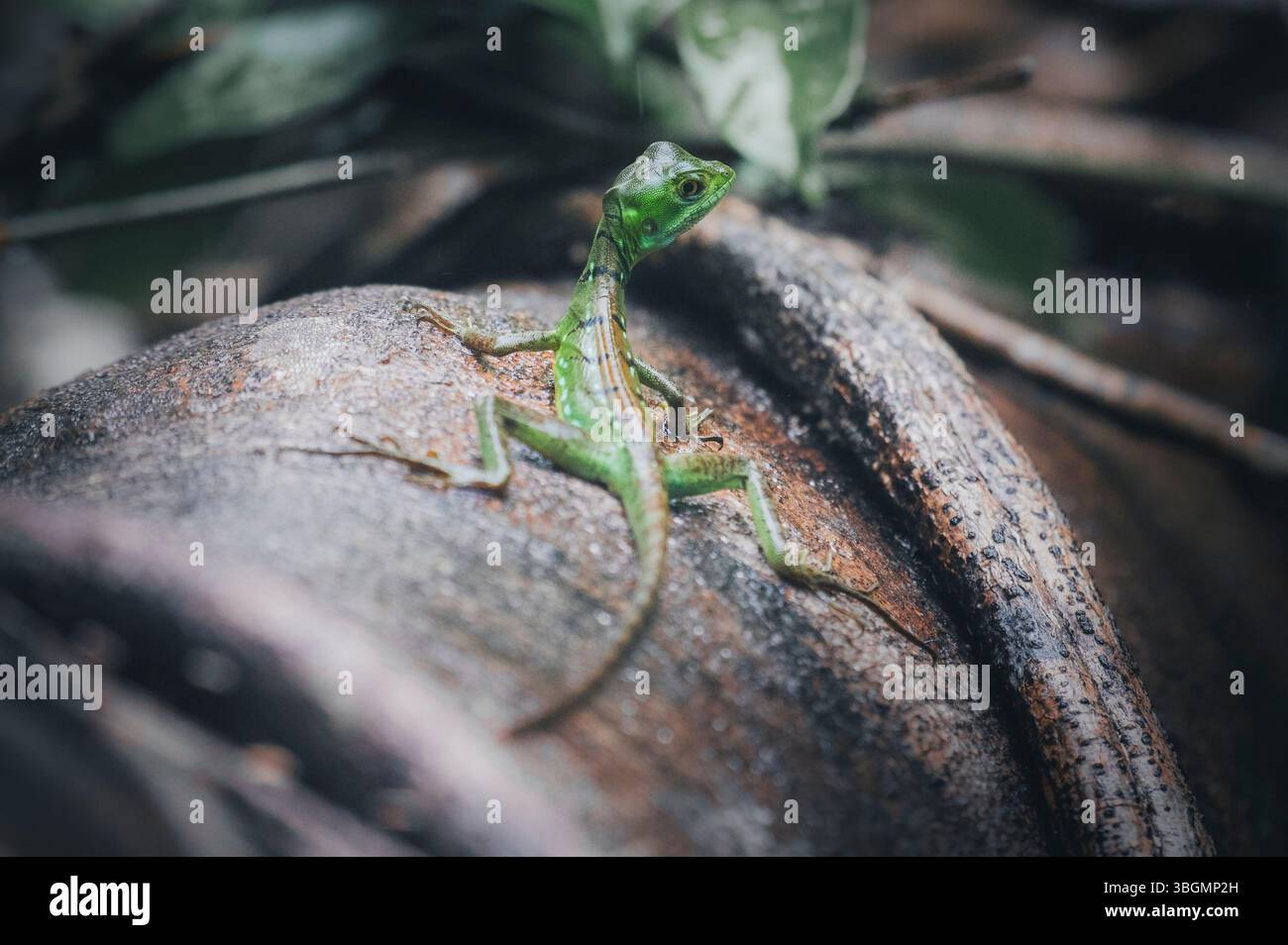 Young basilisk iguana in the costa rican rainforest hi-res stock ...