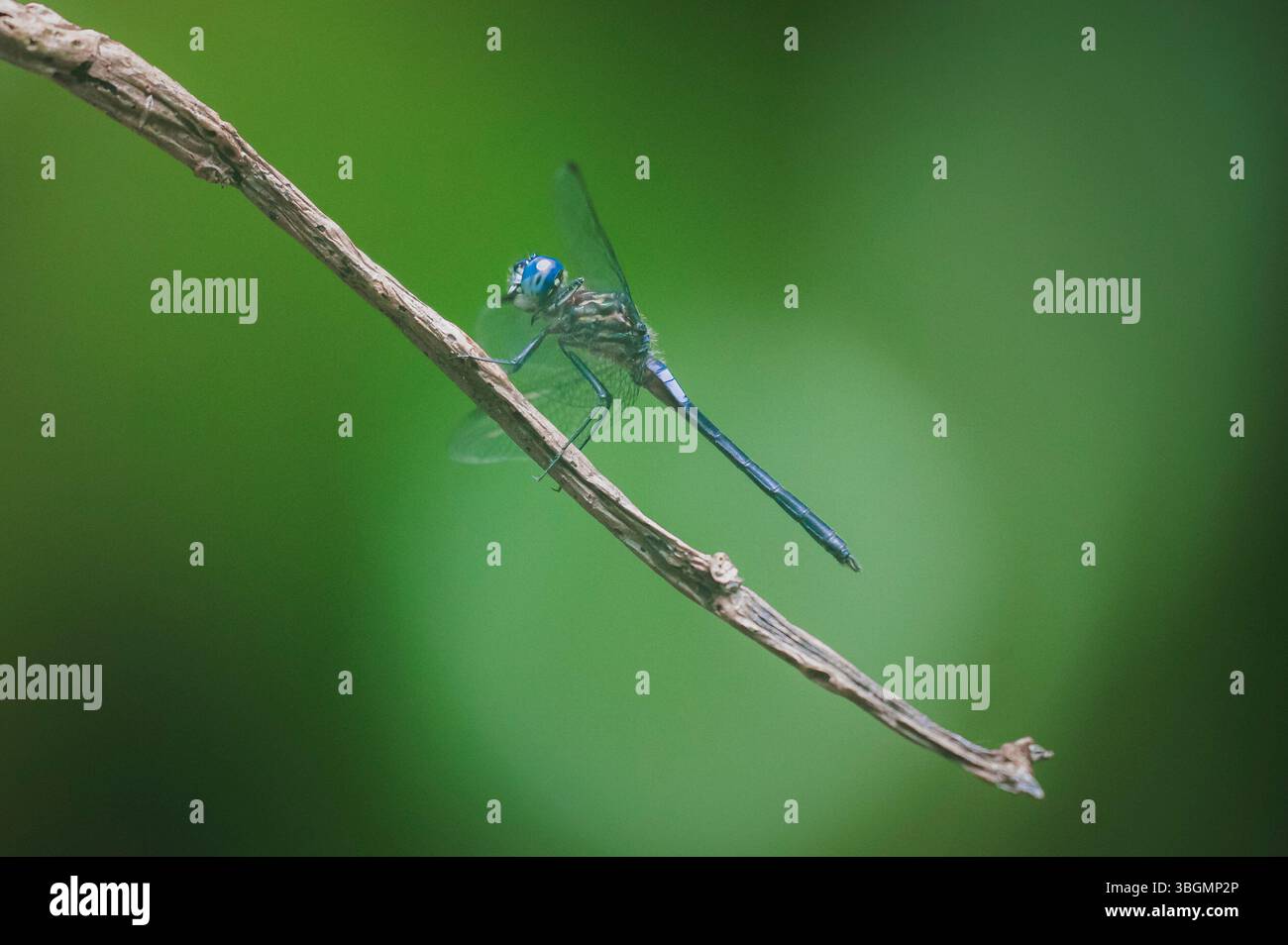 Blue dragonfly (Odonata) sitting on a branch in front of a green background in the Costa Rican ...