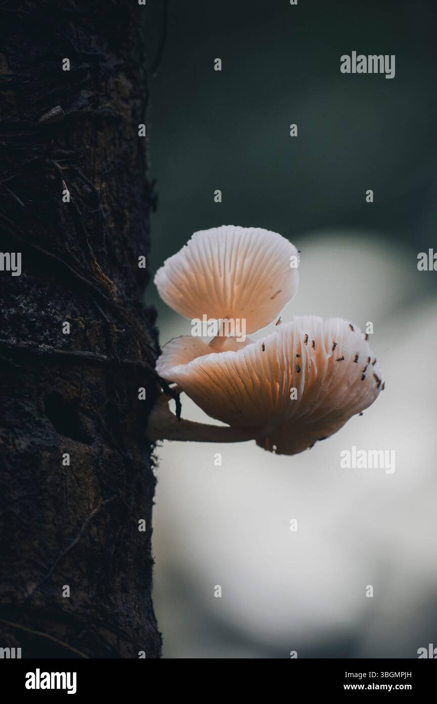 Rainforest fungus animal hi-res stock photography and images - Alamy