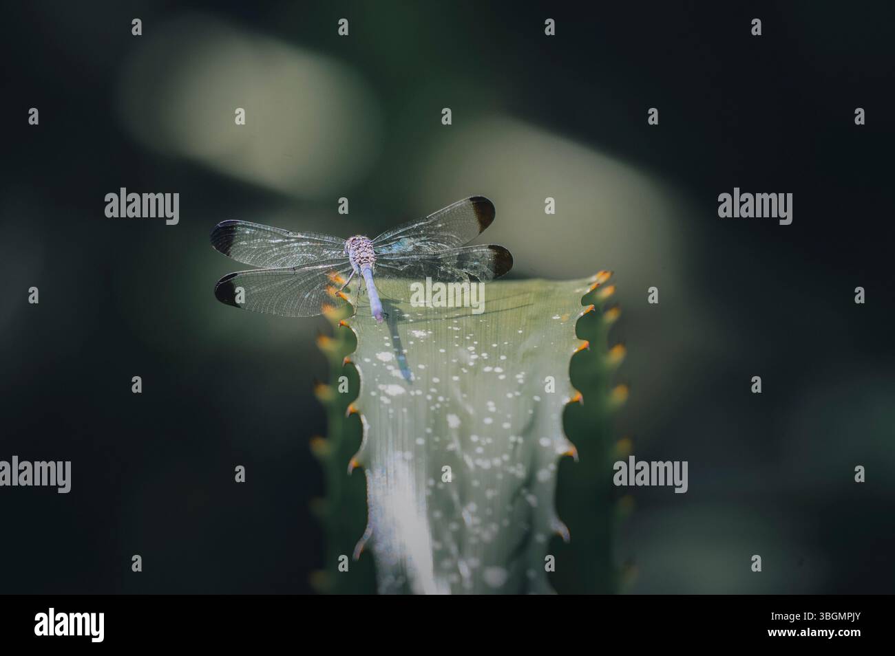 Blue dragonfly (Odonata) sitting on a serrated leaf in the Costa Rican ...