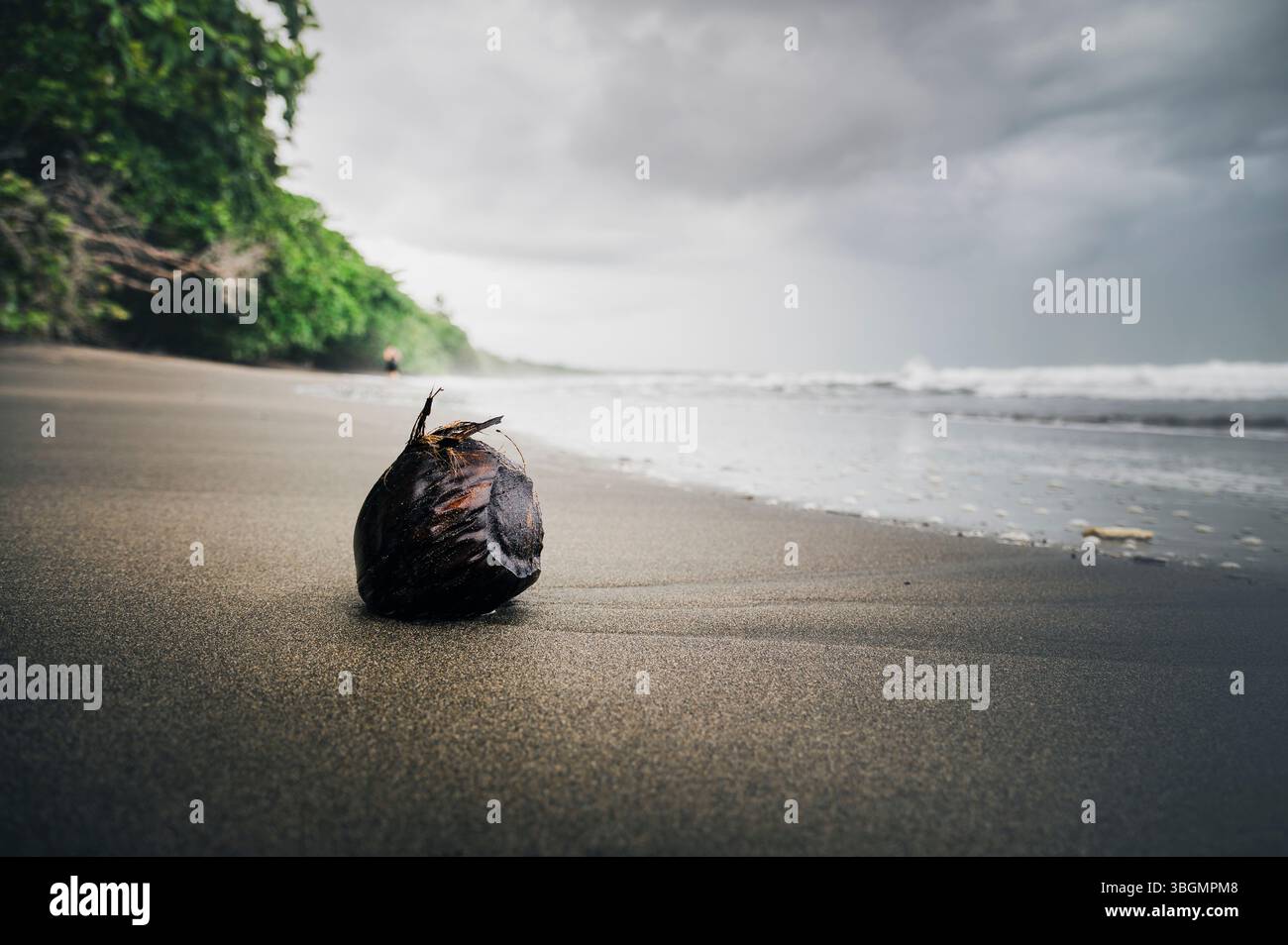 Coconut on a lonely Caribbean beach in Costa Rica in gloomy weather ...