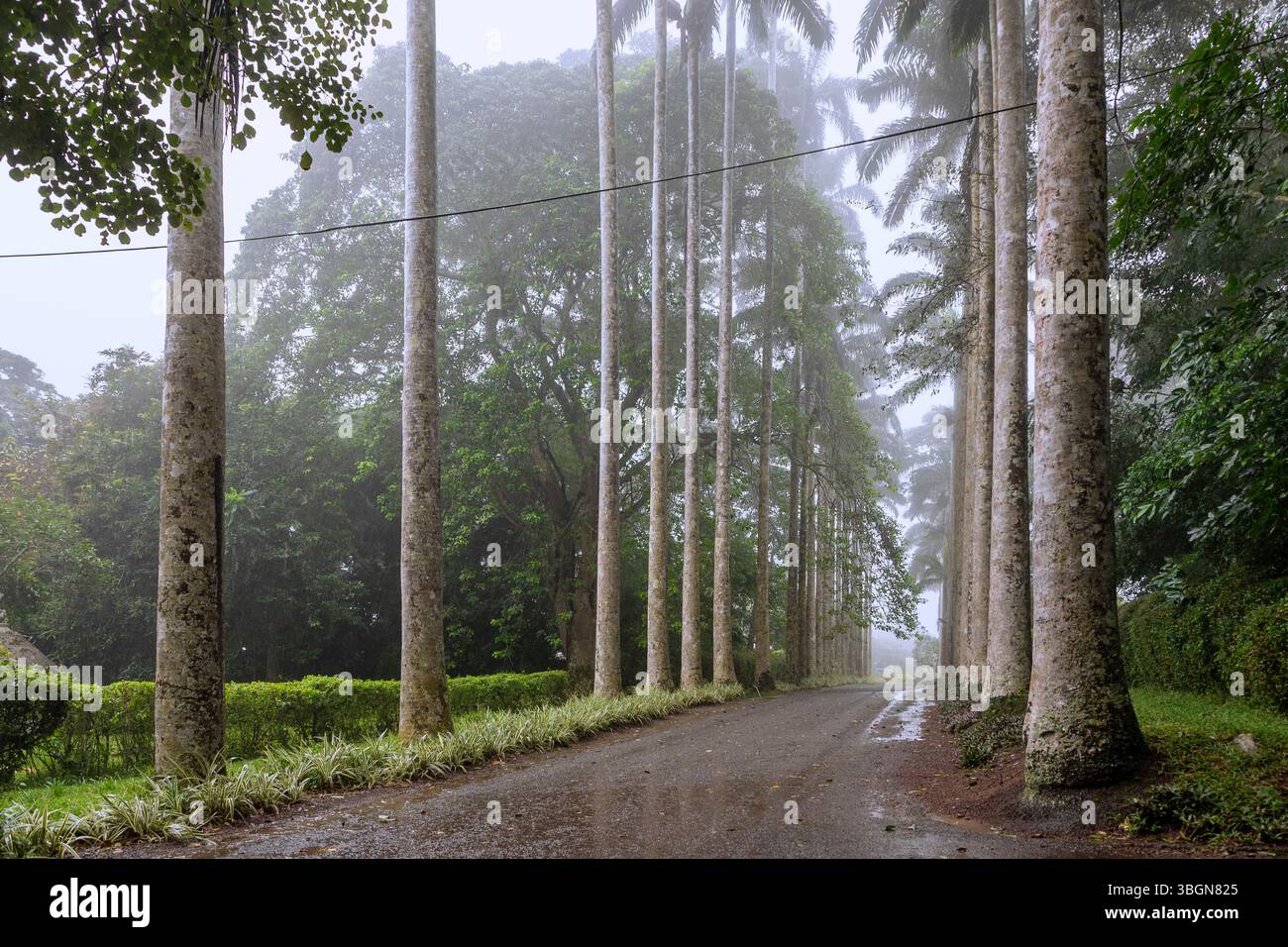 Aburi botanical garden ghana hi-res stock photography and images - Alamy