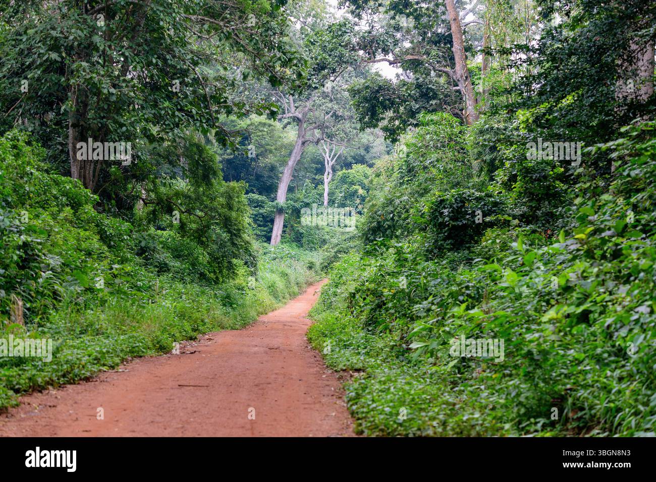 Rainforest trail in the Boabeng-Fiema Monkey Sanctuary in the Bono East ...