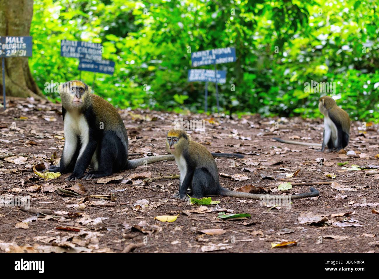 Monkey cemetery and mona monkeys at the Boabeng-Fiema Monkey Sanctuary ...
